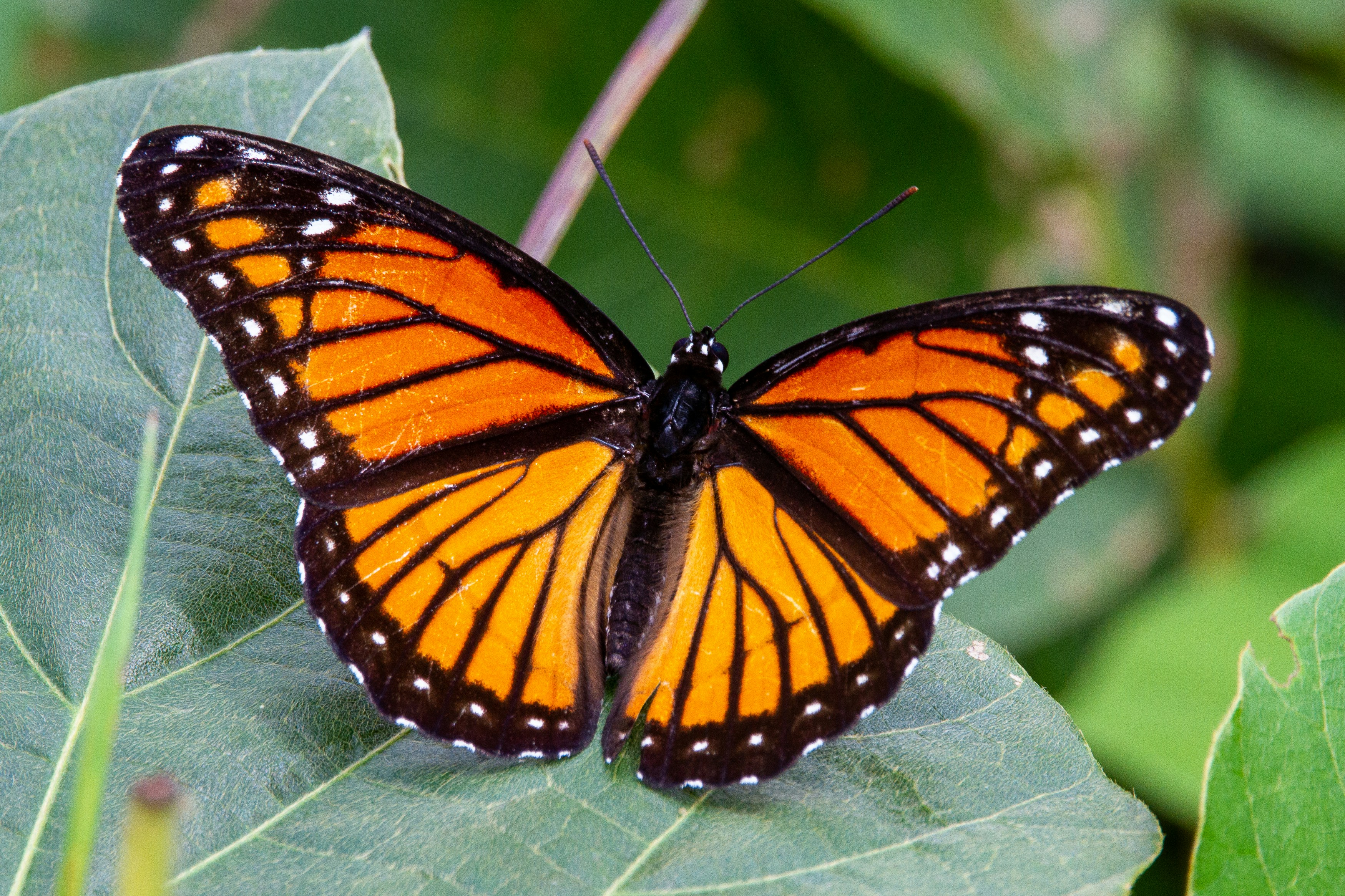 A viceroy butterfly on a leaf. | monarch butterfly perched on green leaf