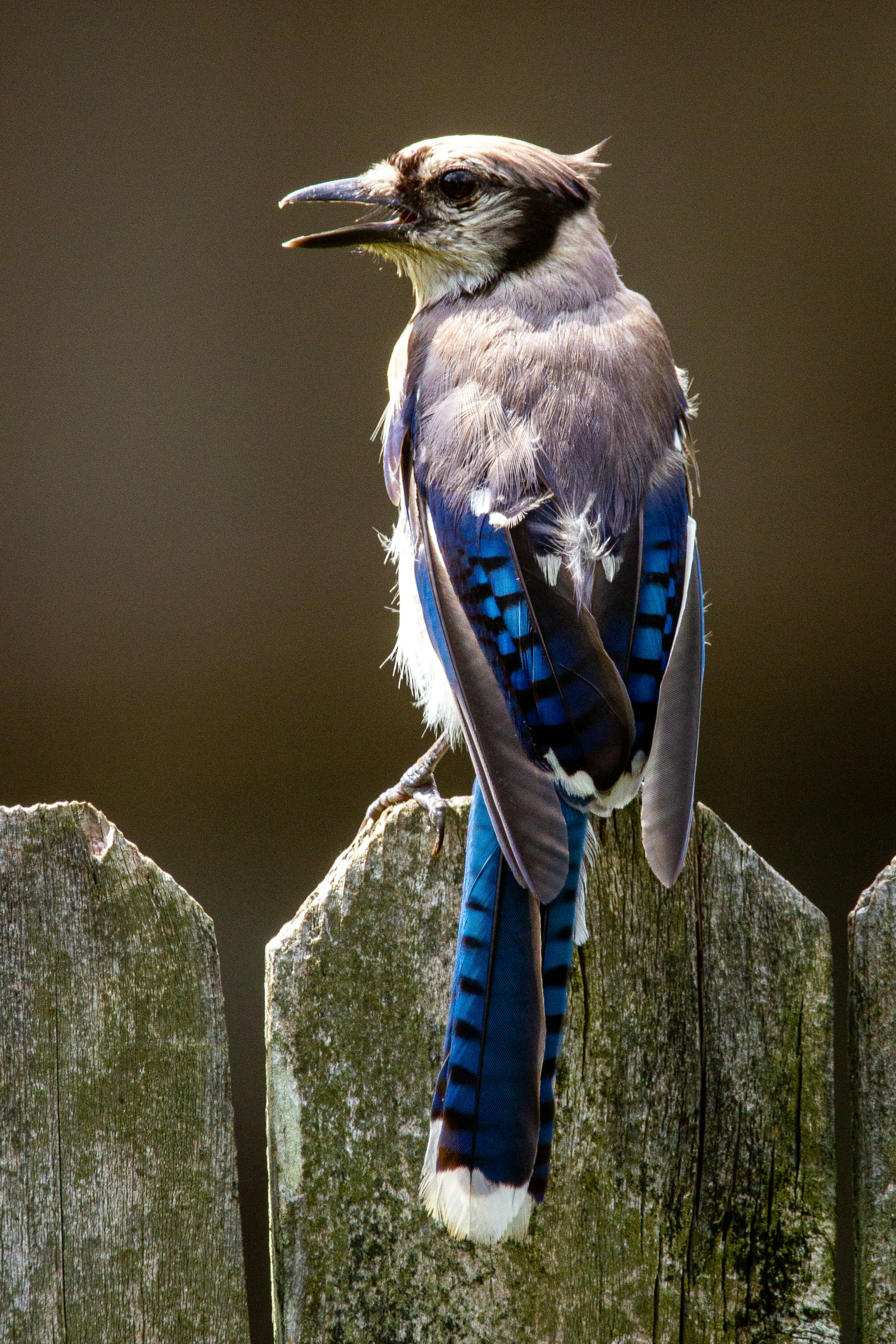 A blue jay perched on a weathered wooden fence, showcasing its vibrant plumage and distinctive posture.