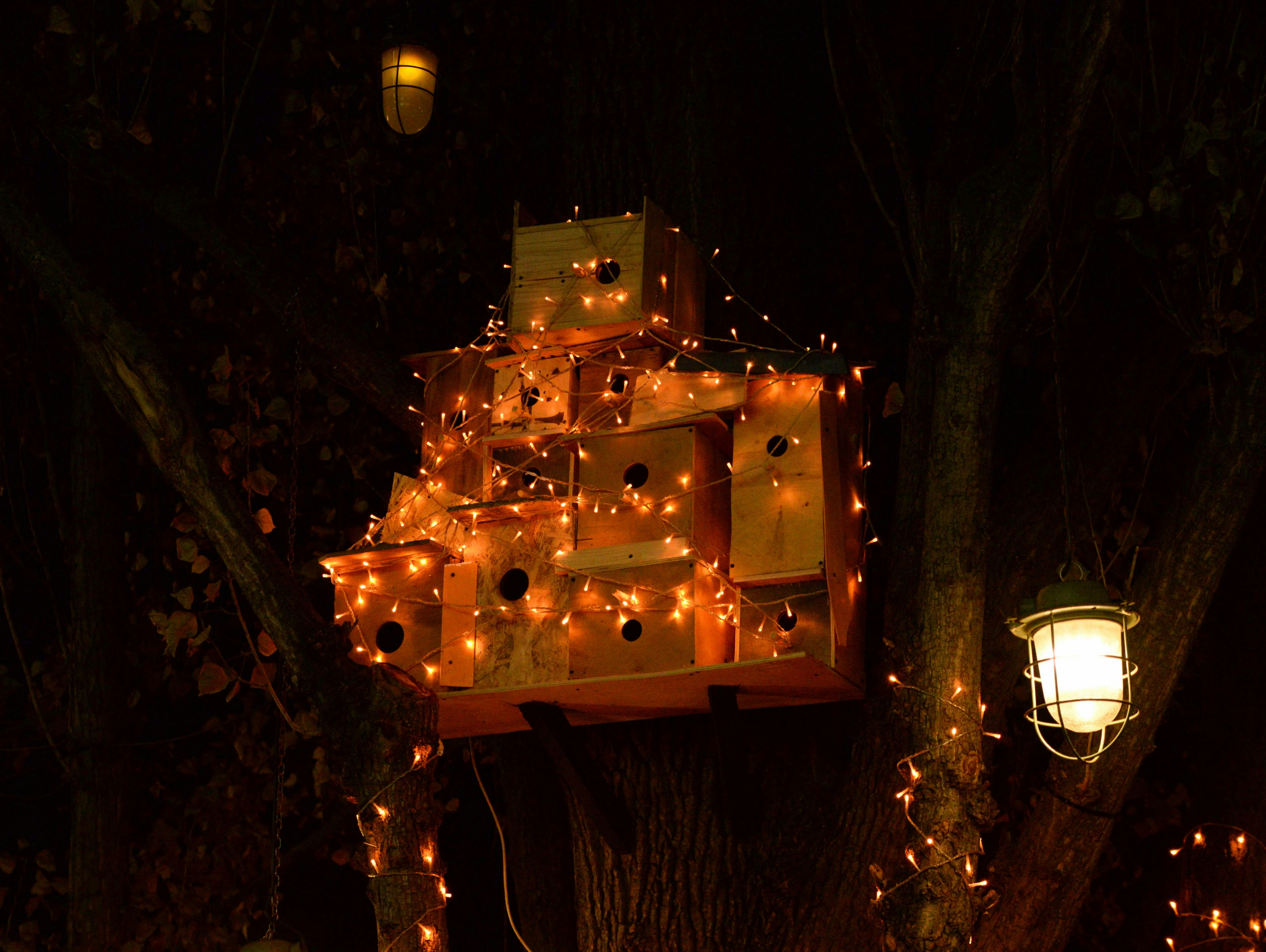 Amber Strings Crown a Treebound Birdhouse
