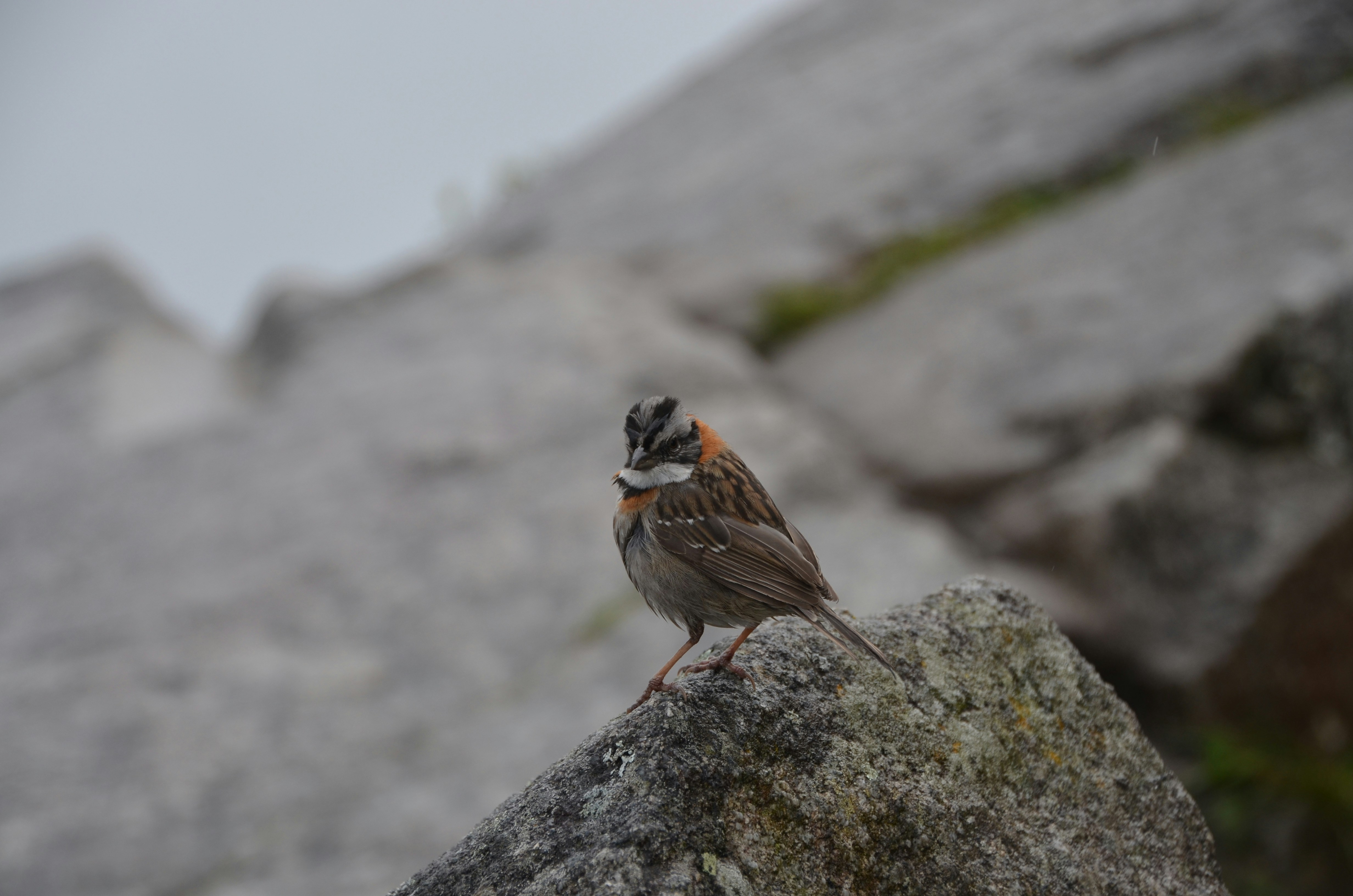 brown and black bird on gray rock