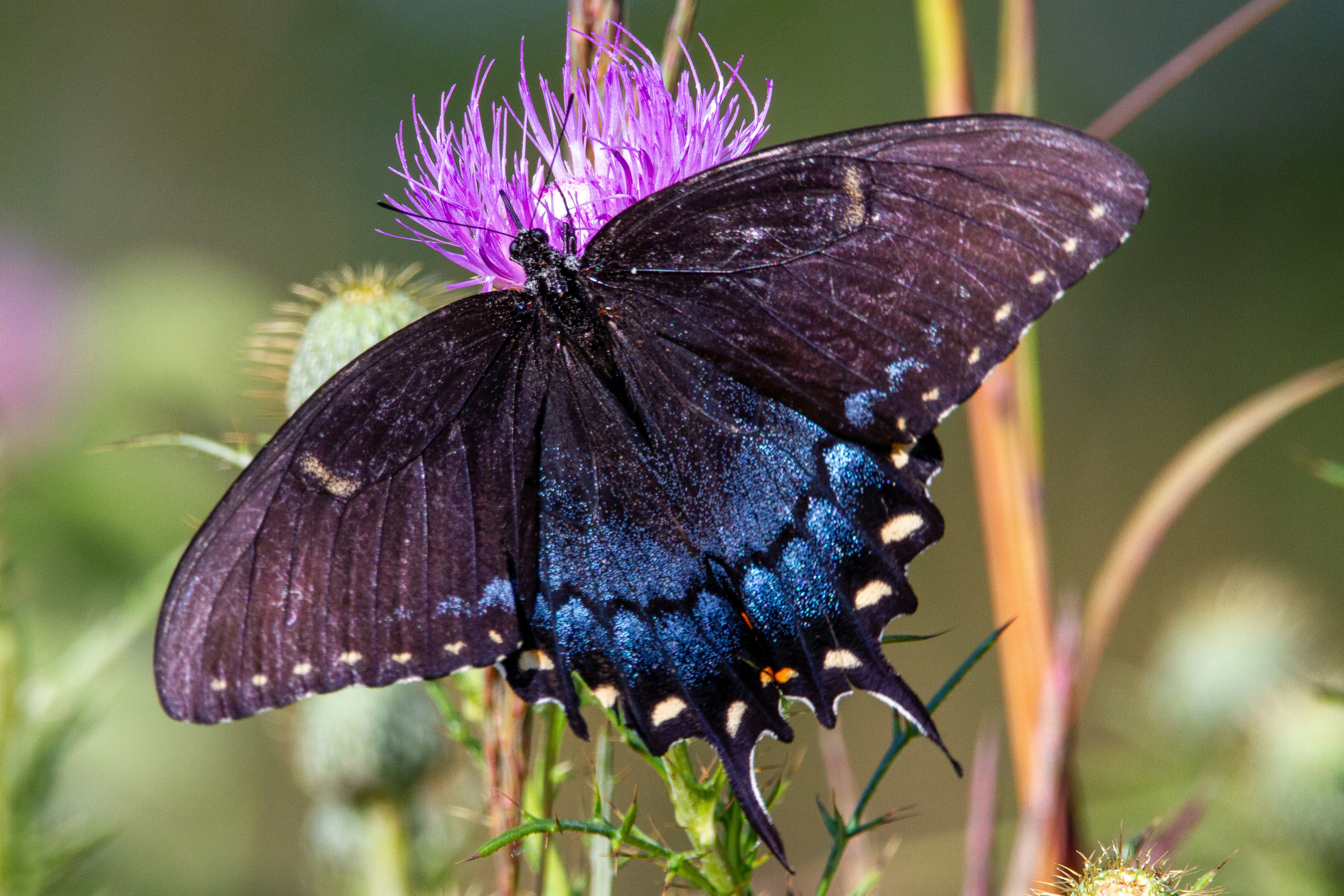 Black and blue butterfly resting on a vibrant purple thistle flower.