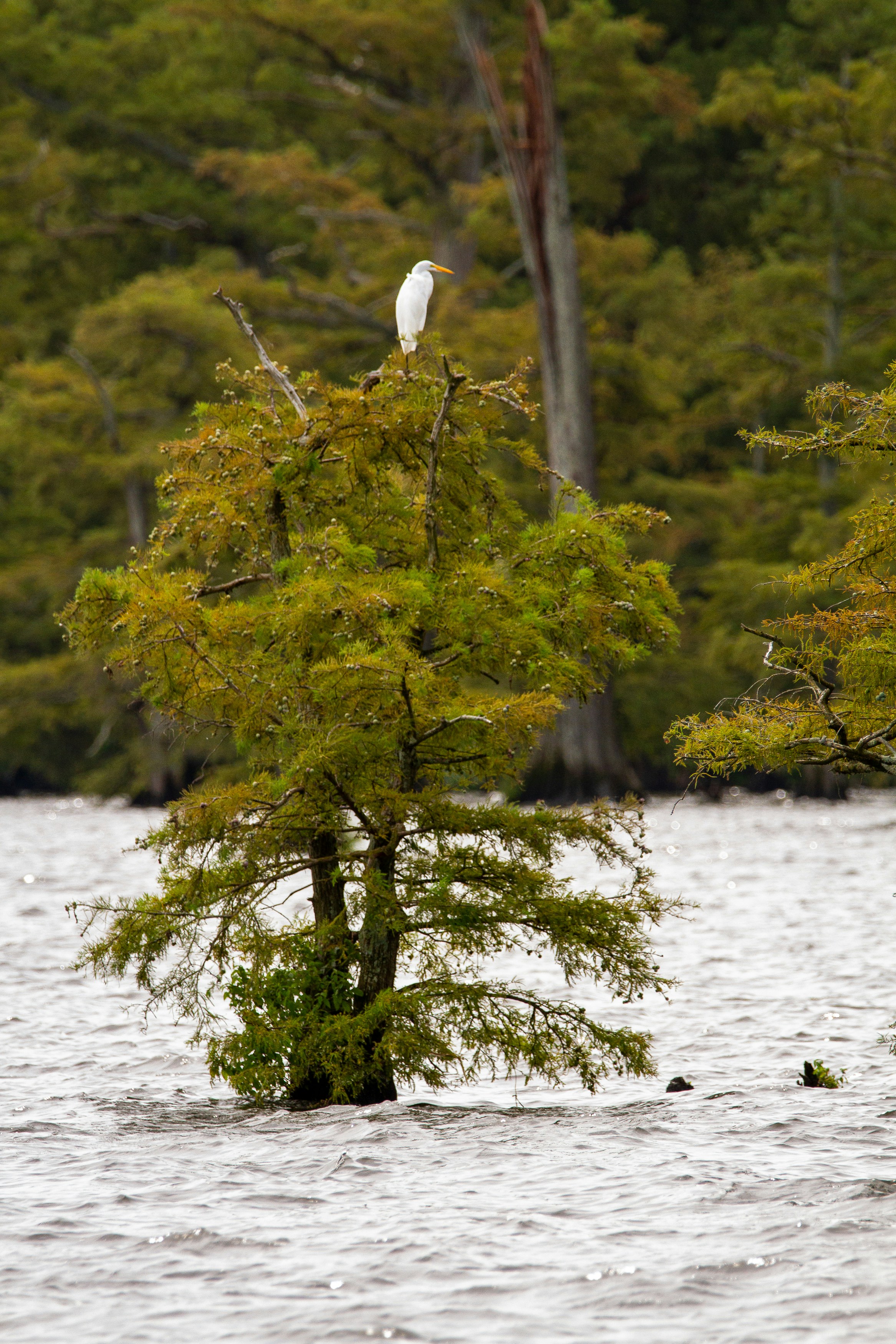 White bird flying over green trees near body of water during daytime ...