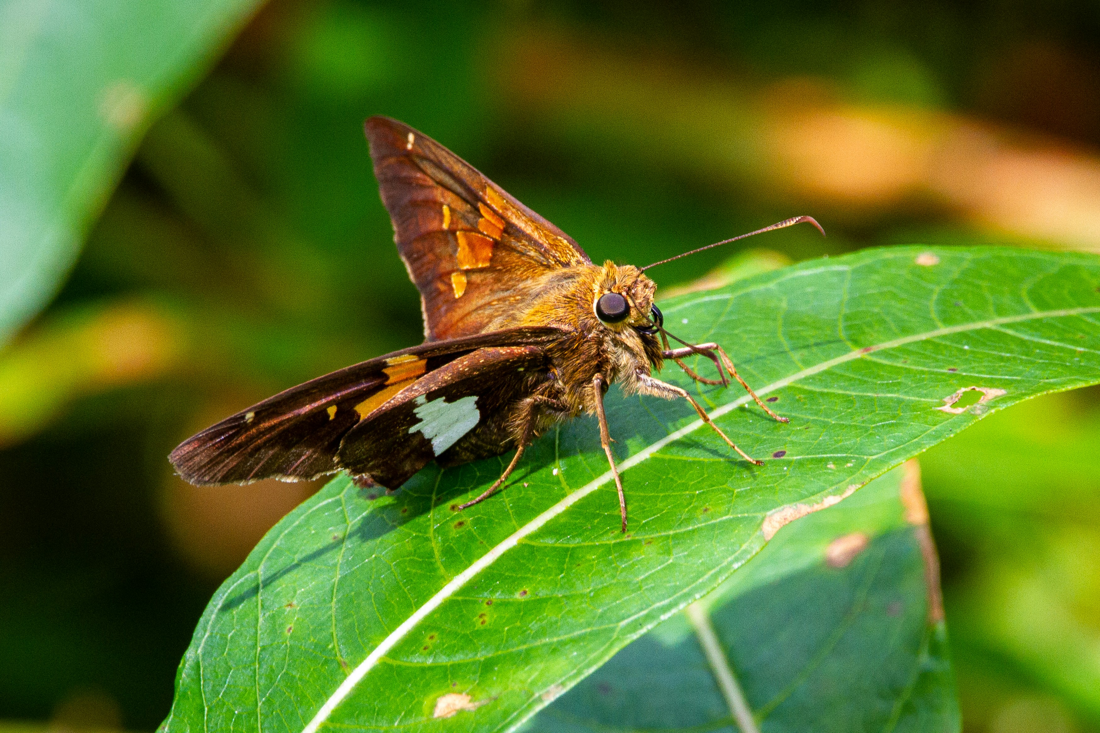 A skipper butterfly resting on a vibrant green leaf, showcasing intricate wing patterns and details in natural sunlight.
