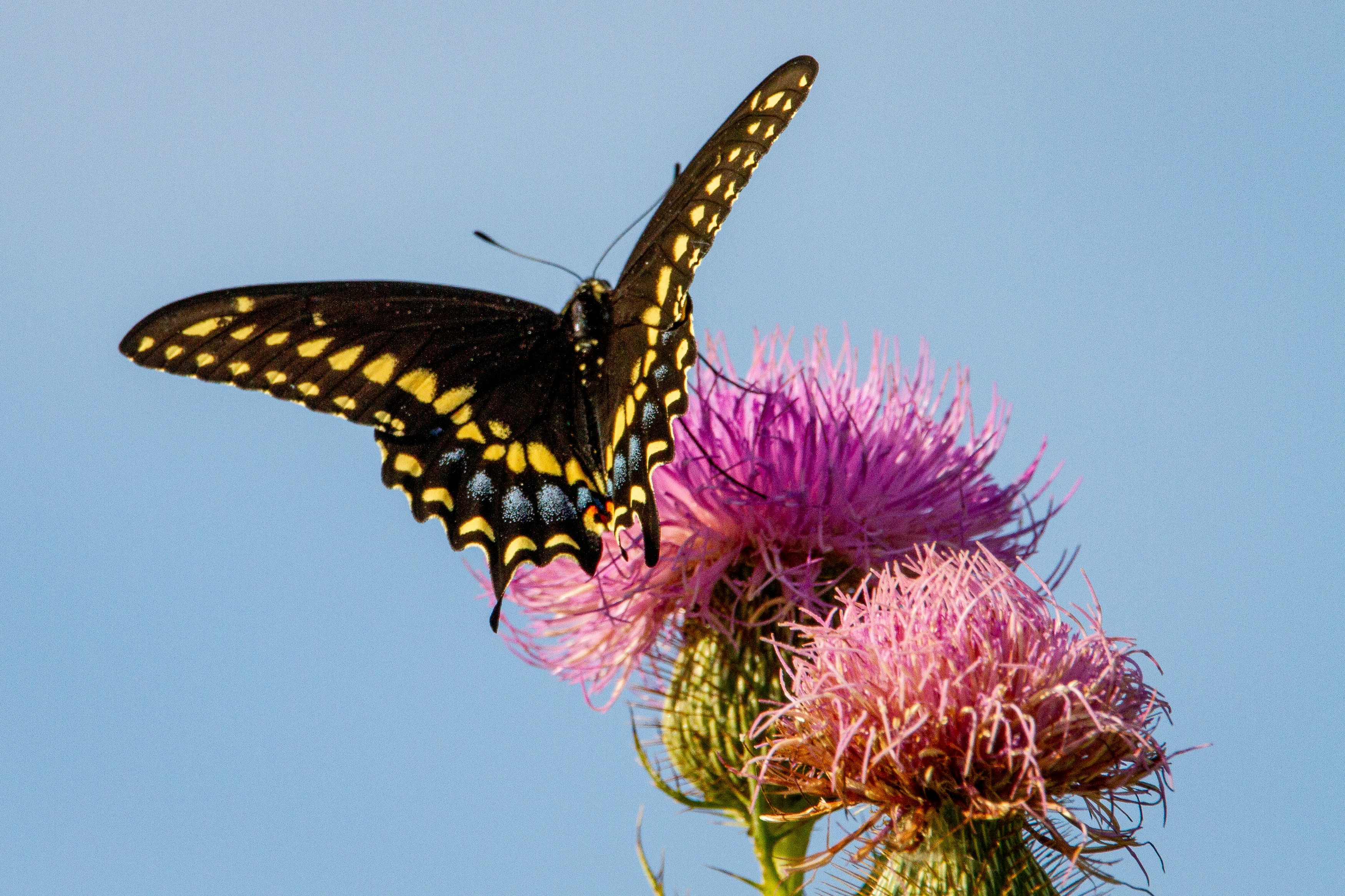 Papillon noir et jaune sur fleur rose pendant la journée photo – Photo ...
