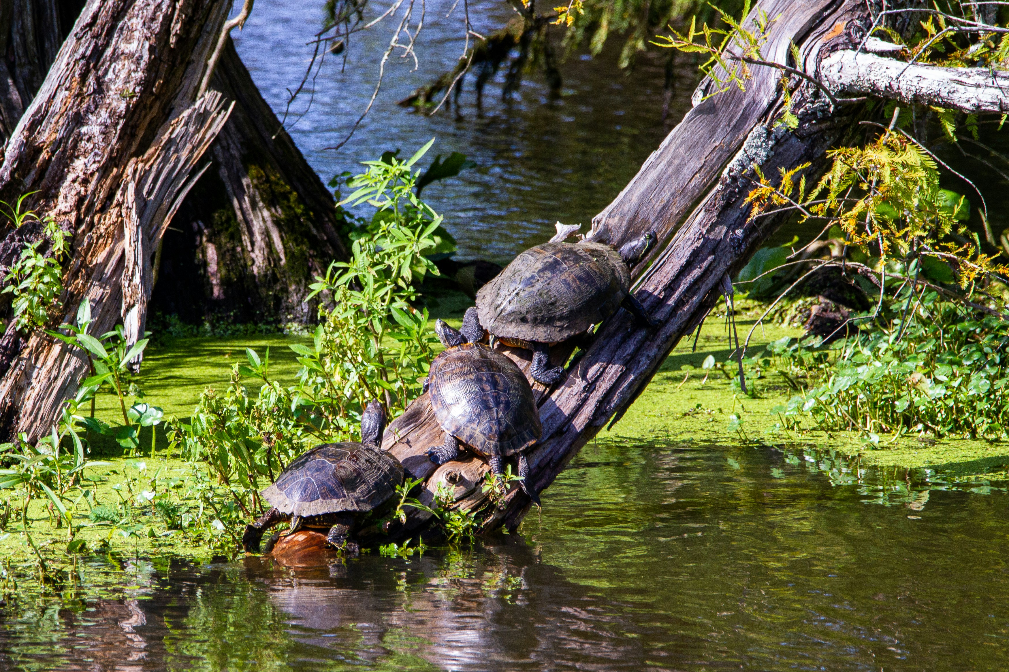 Turtles on tree log on water photo – Free Walnut logging road Image on ...