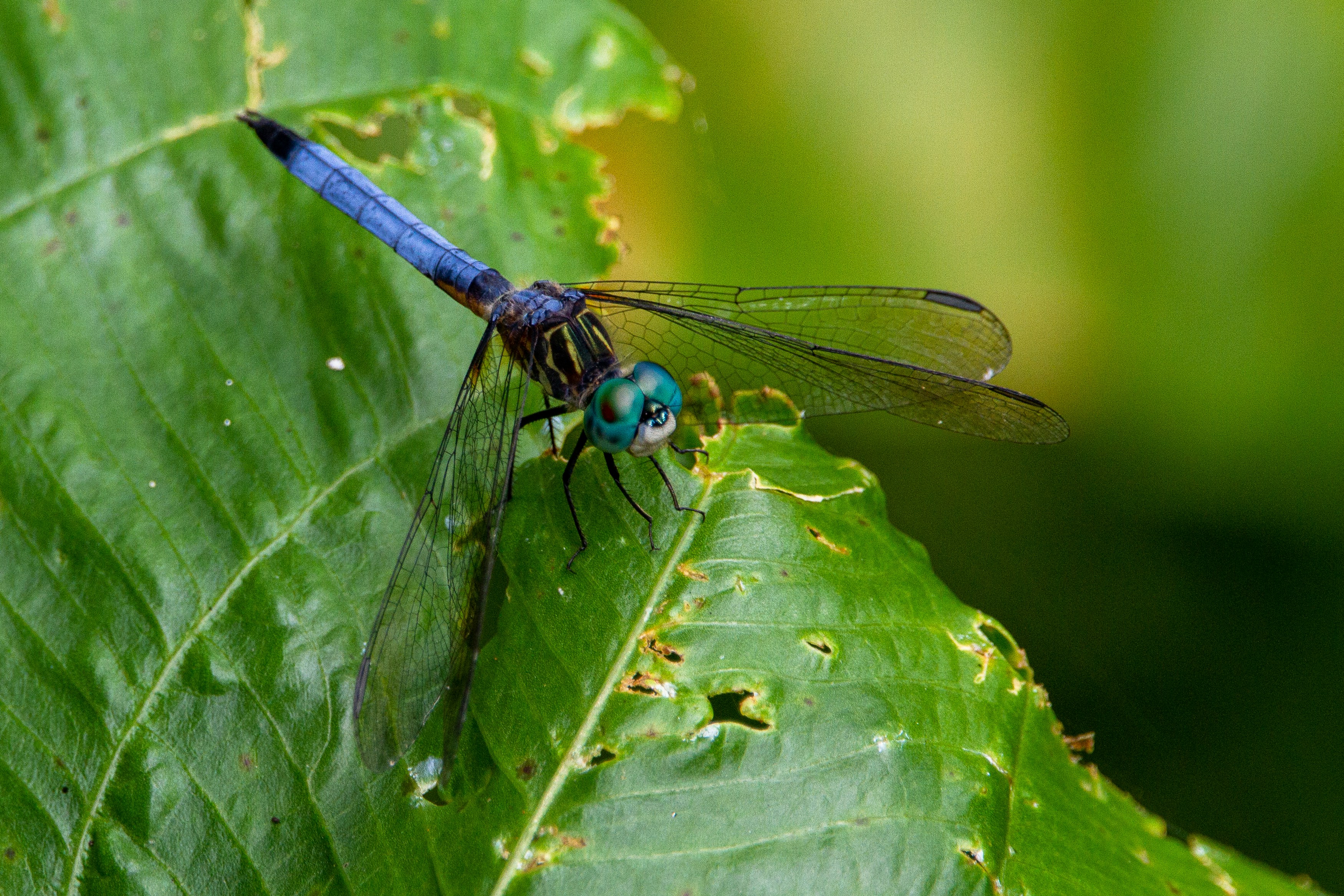 Dragonfly perched on a vibrant green leaf, showcasing intricate details of its wings and striking colors. The background features a soft blur of foliage.
