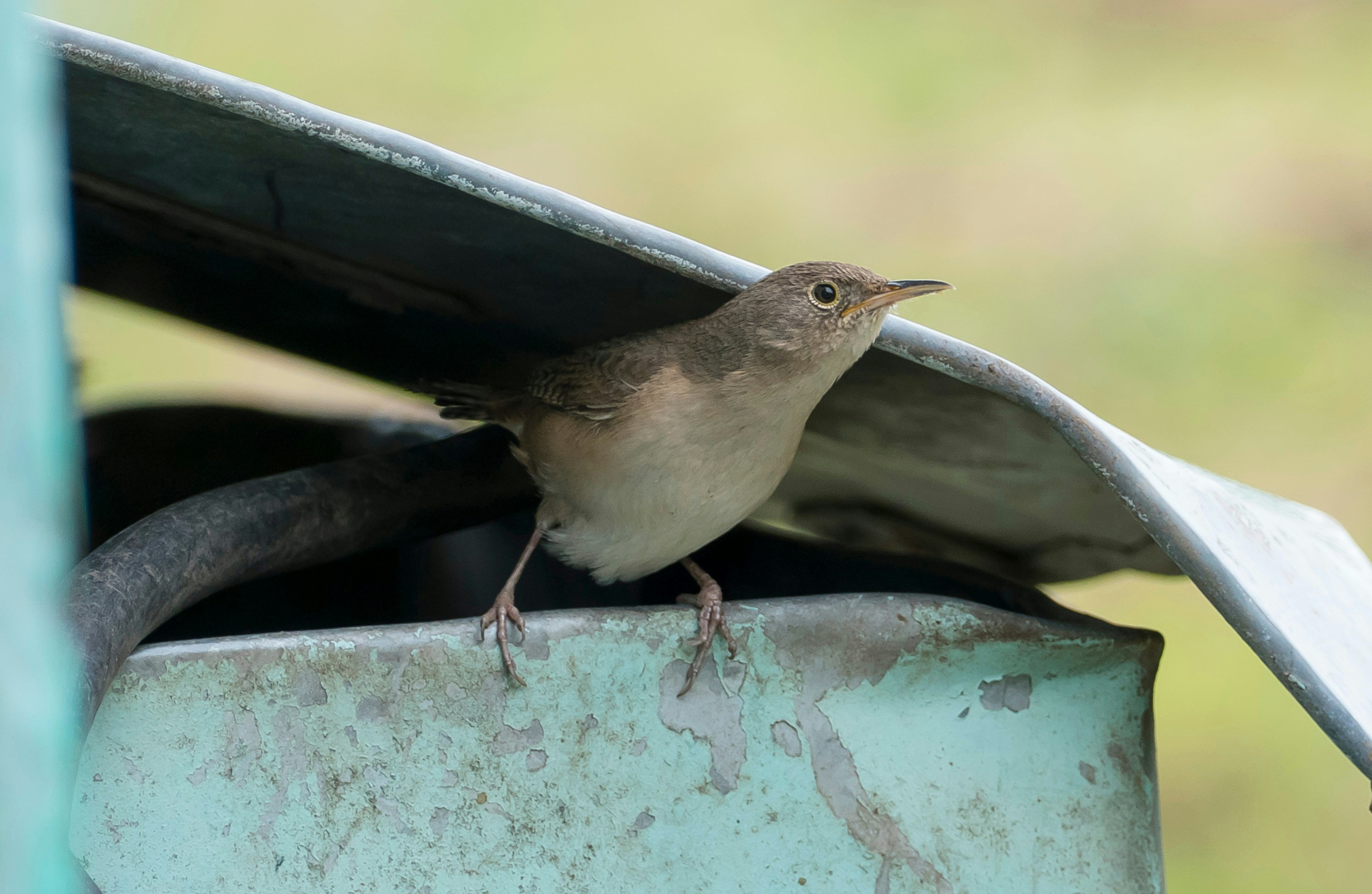 Curved Shelter, Tiny Warbler on Weathered Green Panel