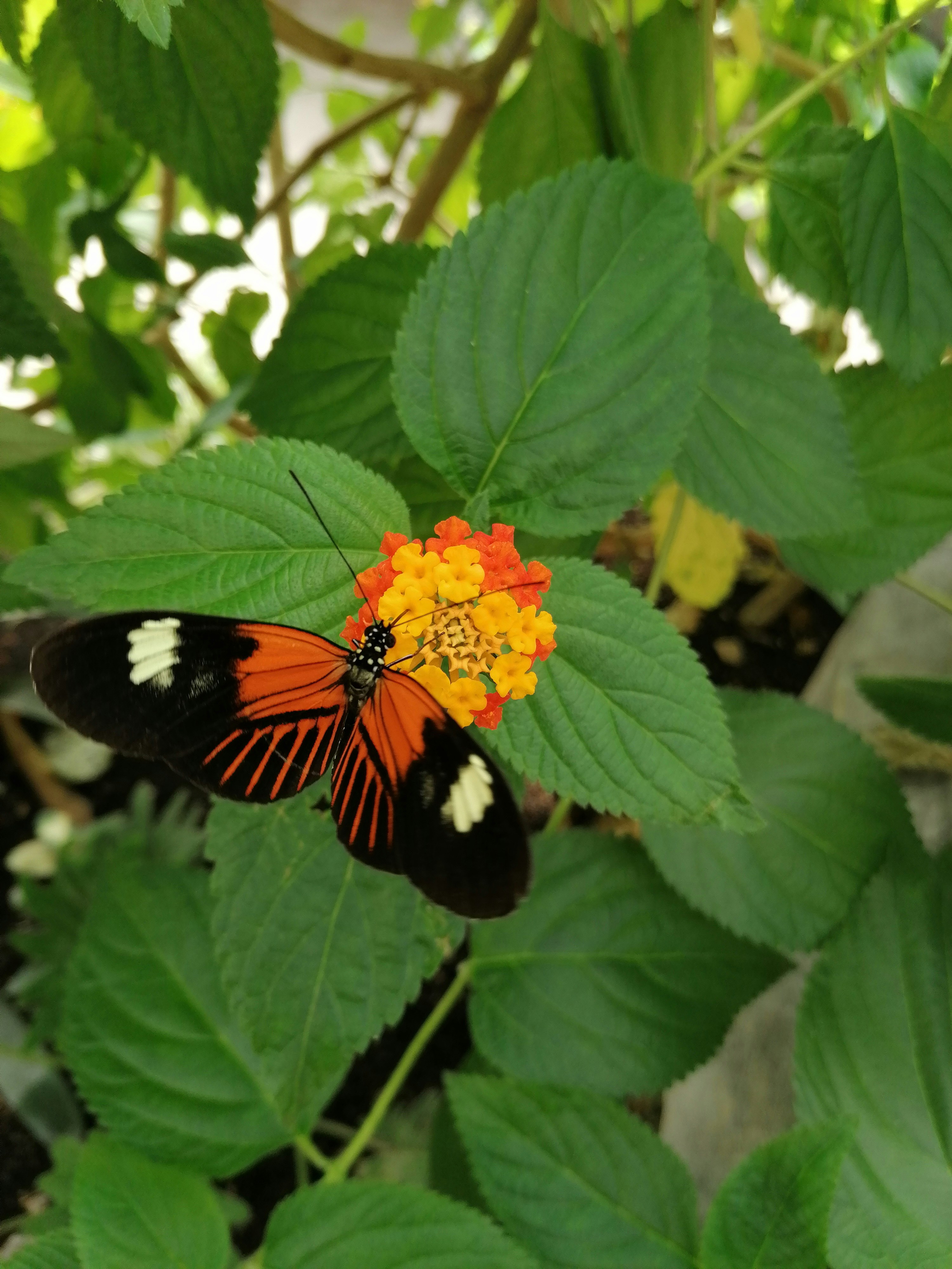 A vibrant orange and black butterfly perched on a cluster of bright yellow flowers surrounded by lush green leaves.