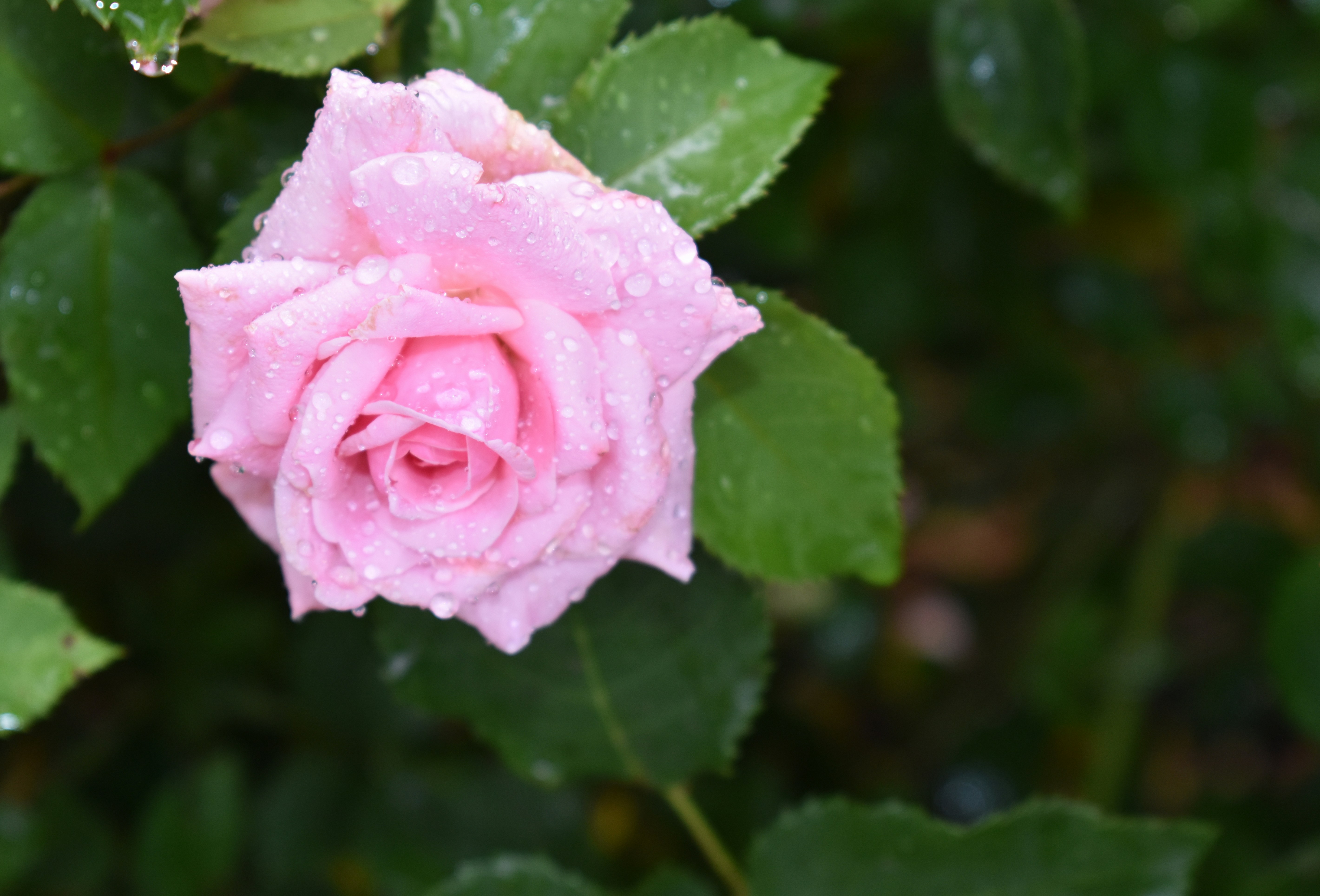 Pink Rose With Dew