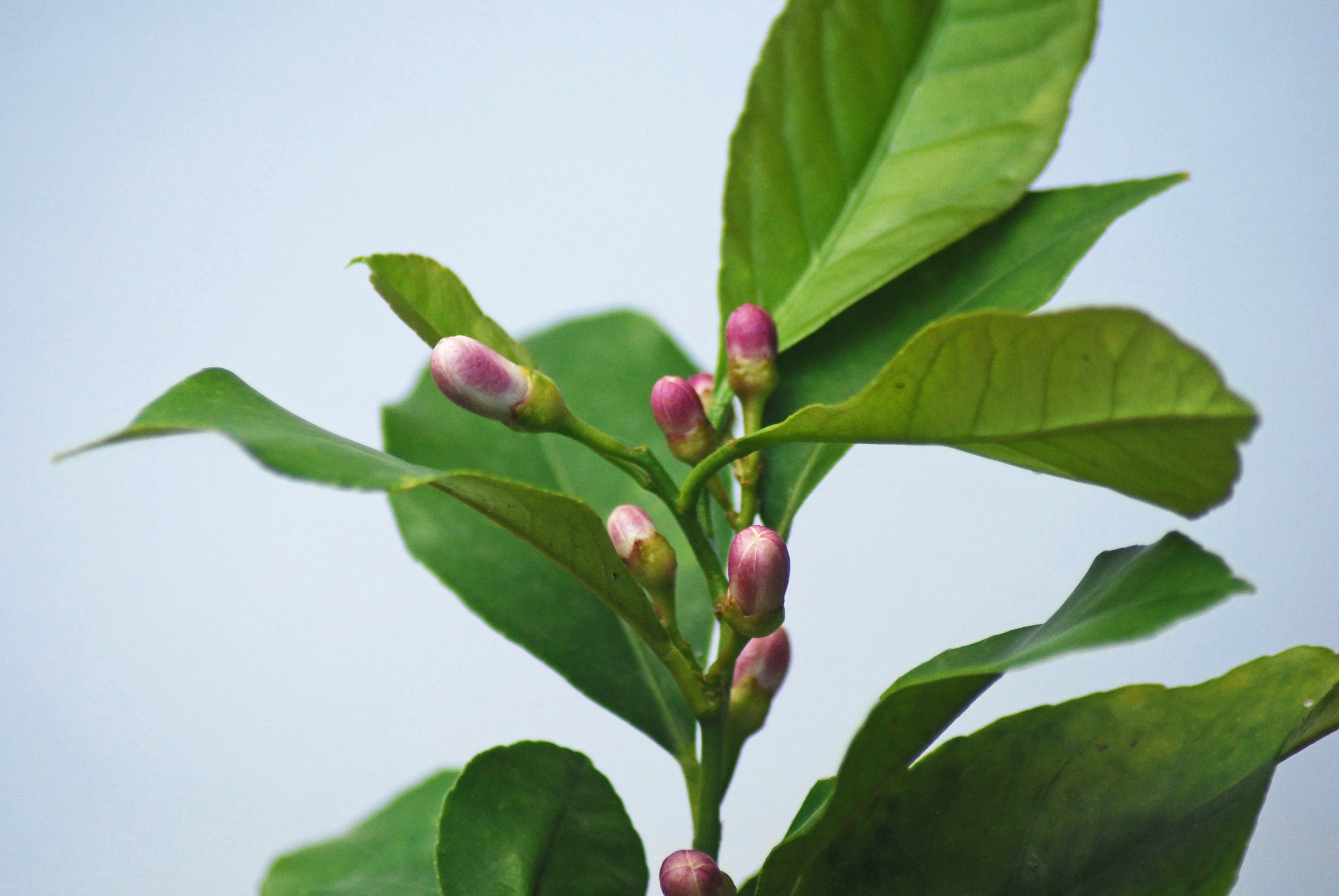Fruits ronds rouges avec des feuilles vertes photo – Image gratuite de ...