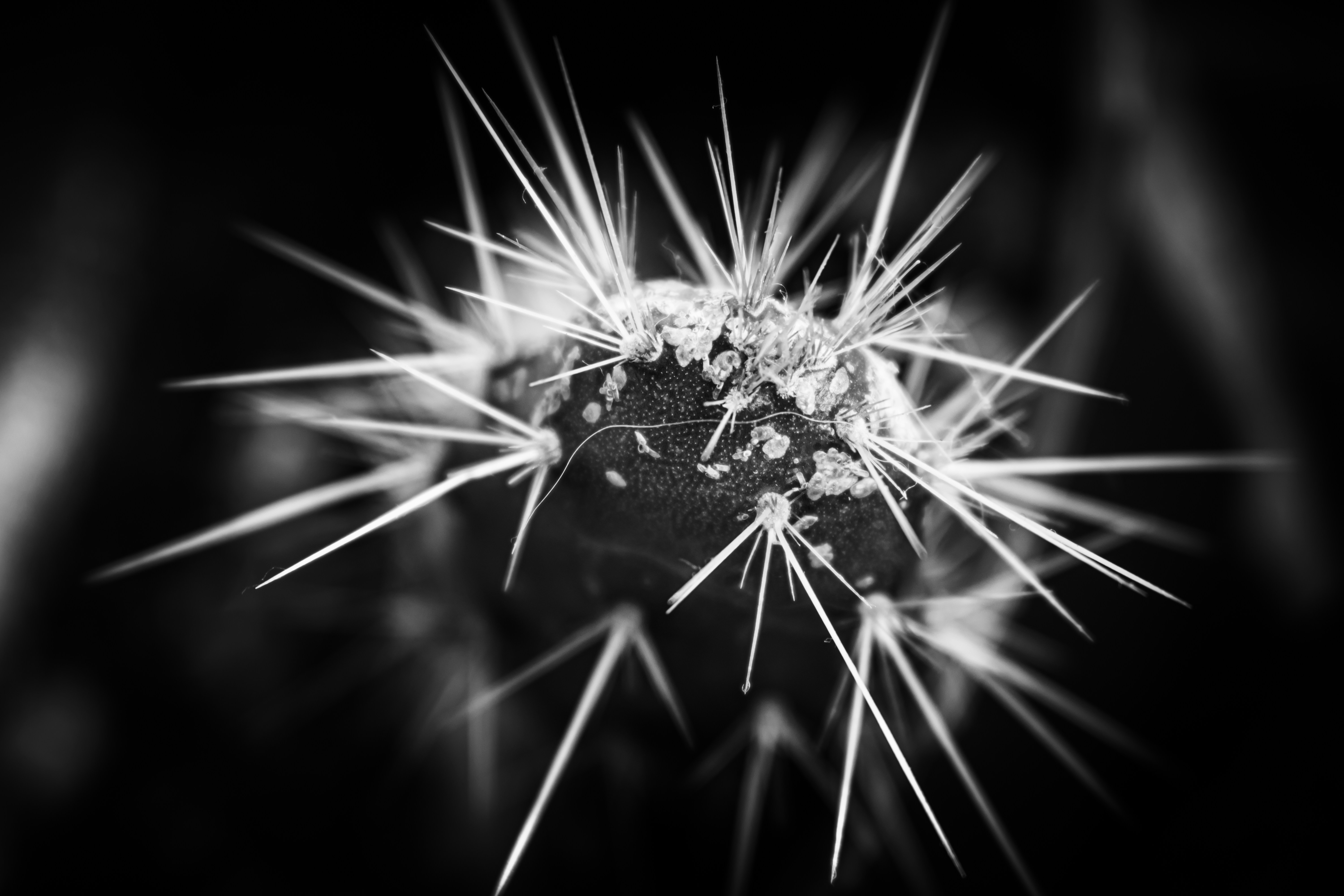 white dandelion in close up photography
