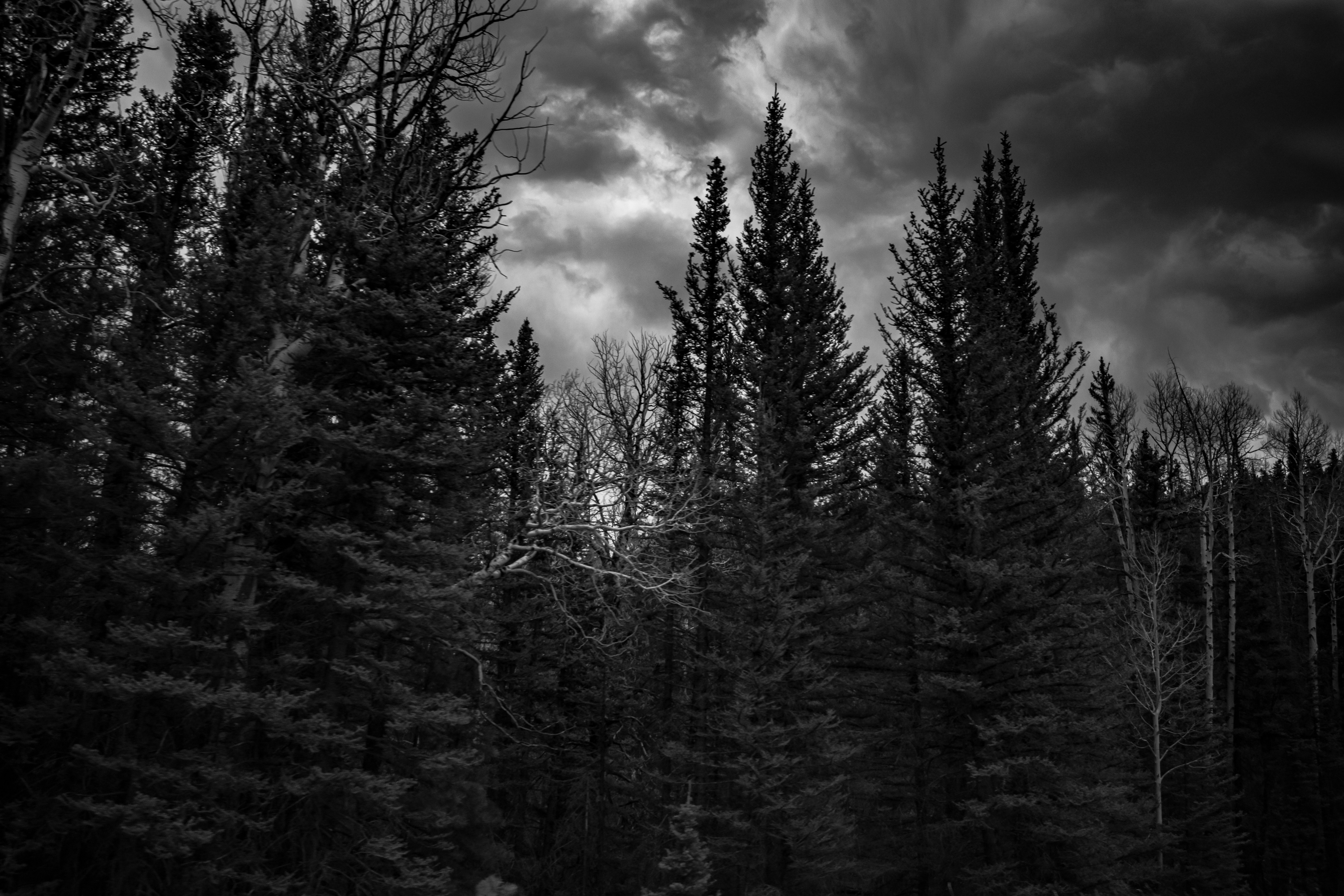 Grayscale photo of pine trees under cloudy sky photo – Free Tree Image ...