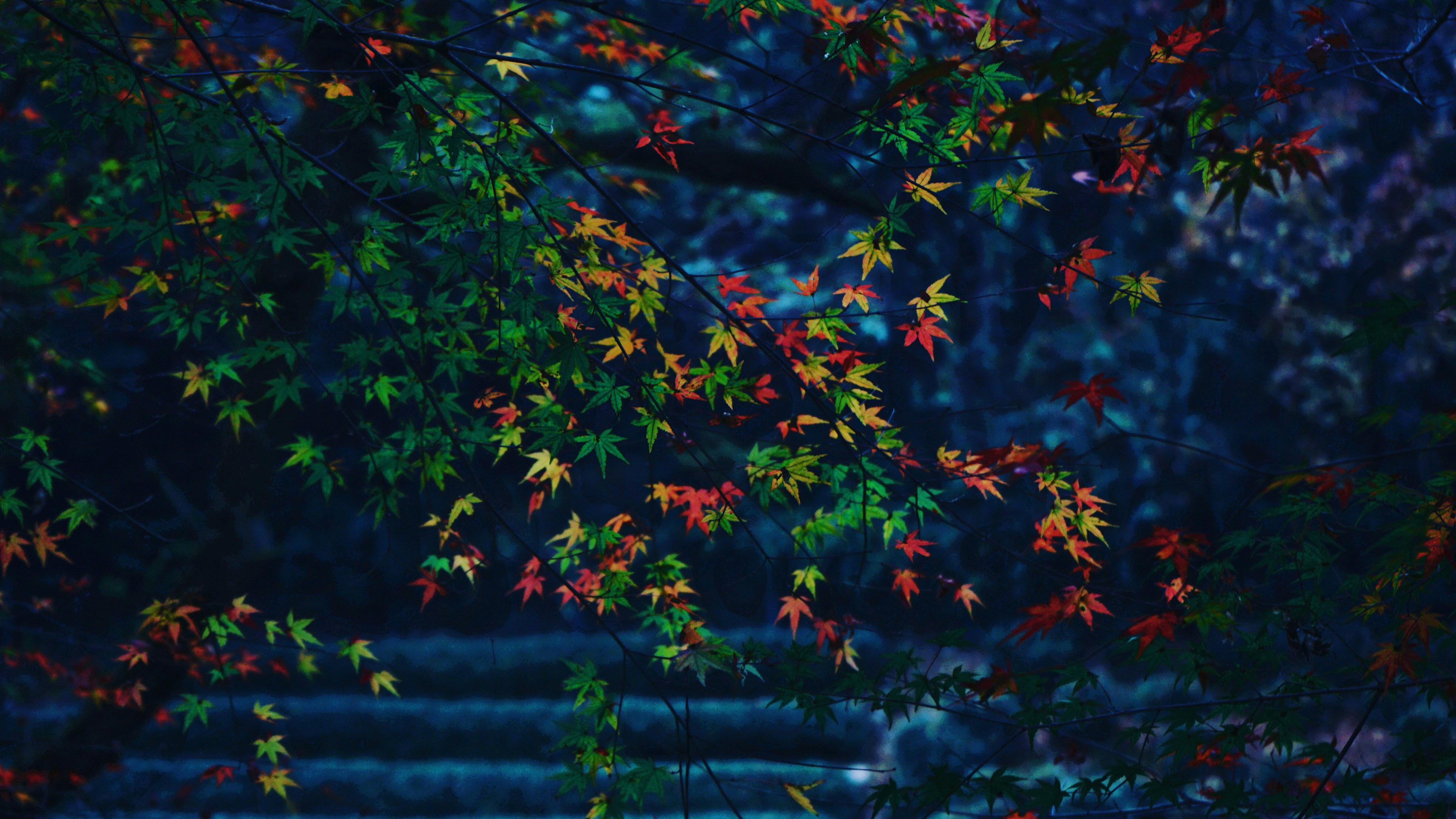 maple leaves-autumn-hangzhou-China

