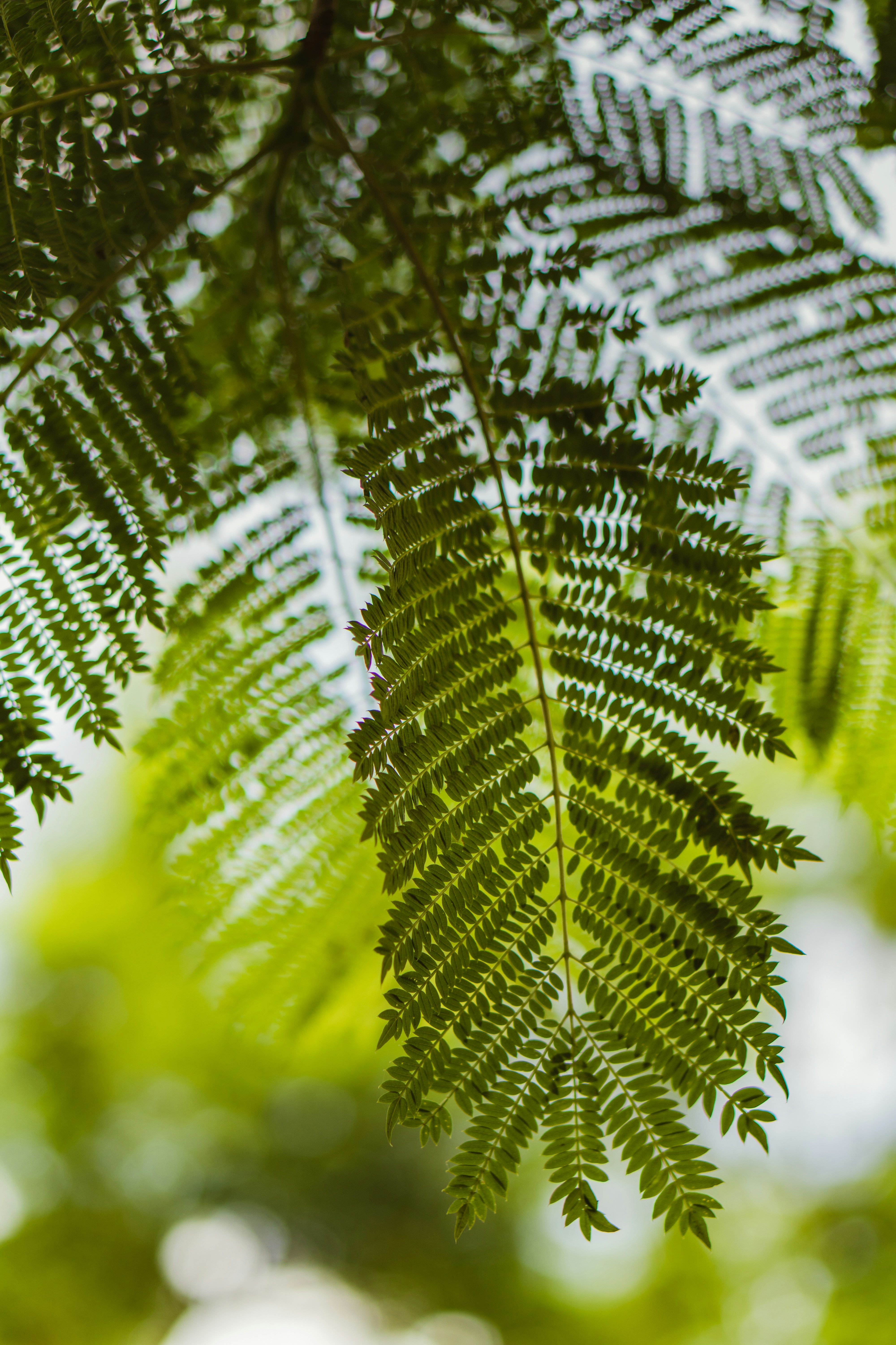 Delicate fern leaves create a lush canopy against a softly blurred background of vibrant greens.