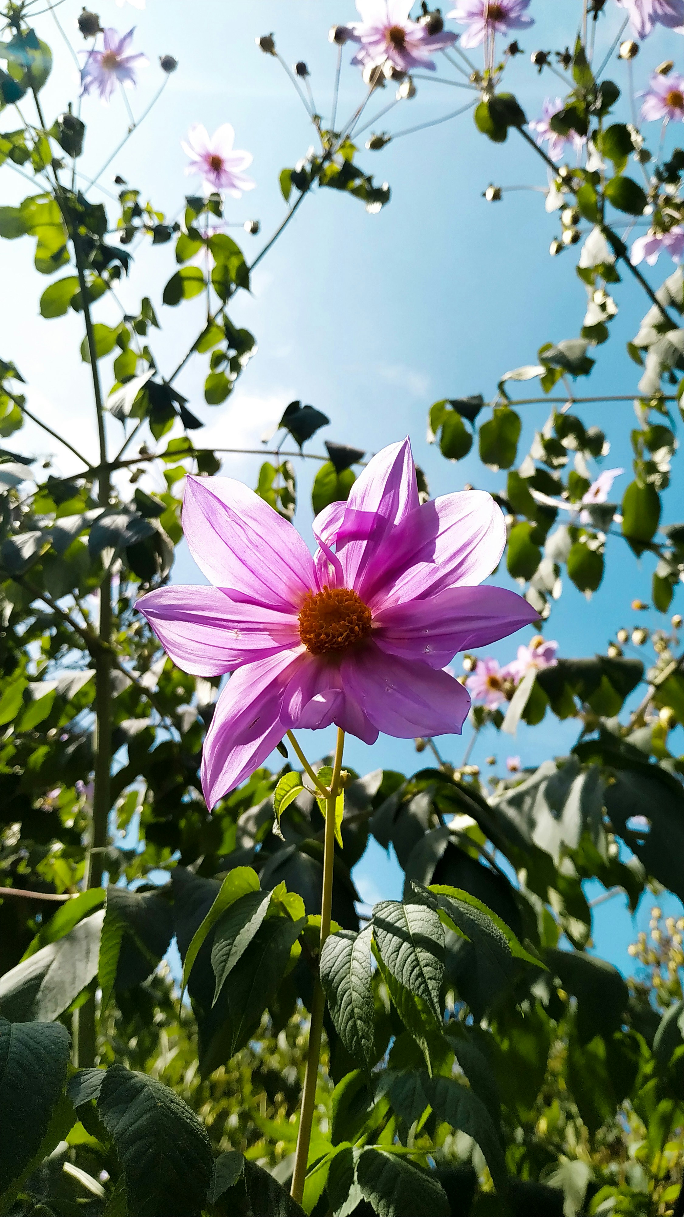 A single pink-purple blossom dominates the foreground with delicate petals, set against a bright blue sky and lush green leaves. The composition emphasizes the flower's presence against an expansive sunlit backdrop.