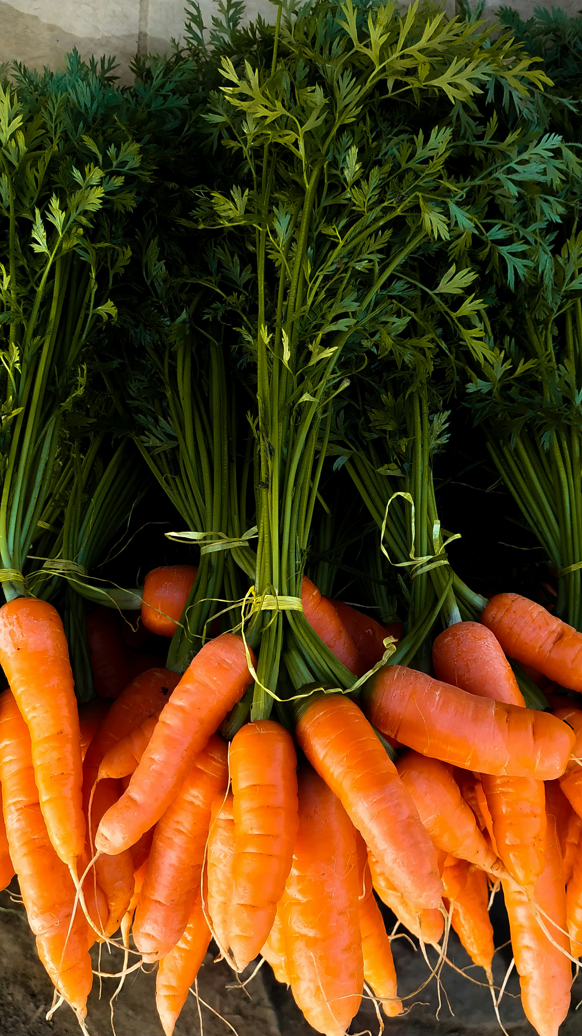 Freshly harvested carrots with vibrant orange roots and lush green tops, tied together for market display.