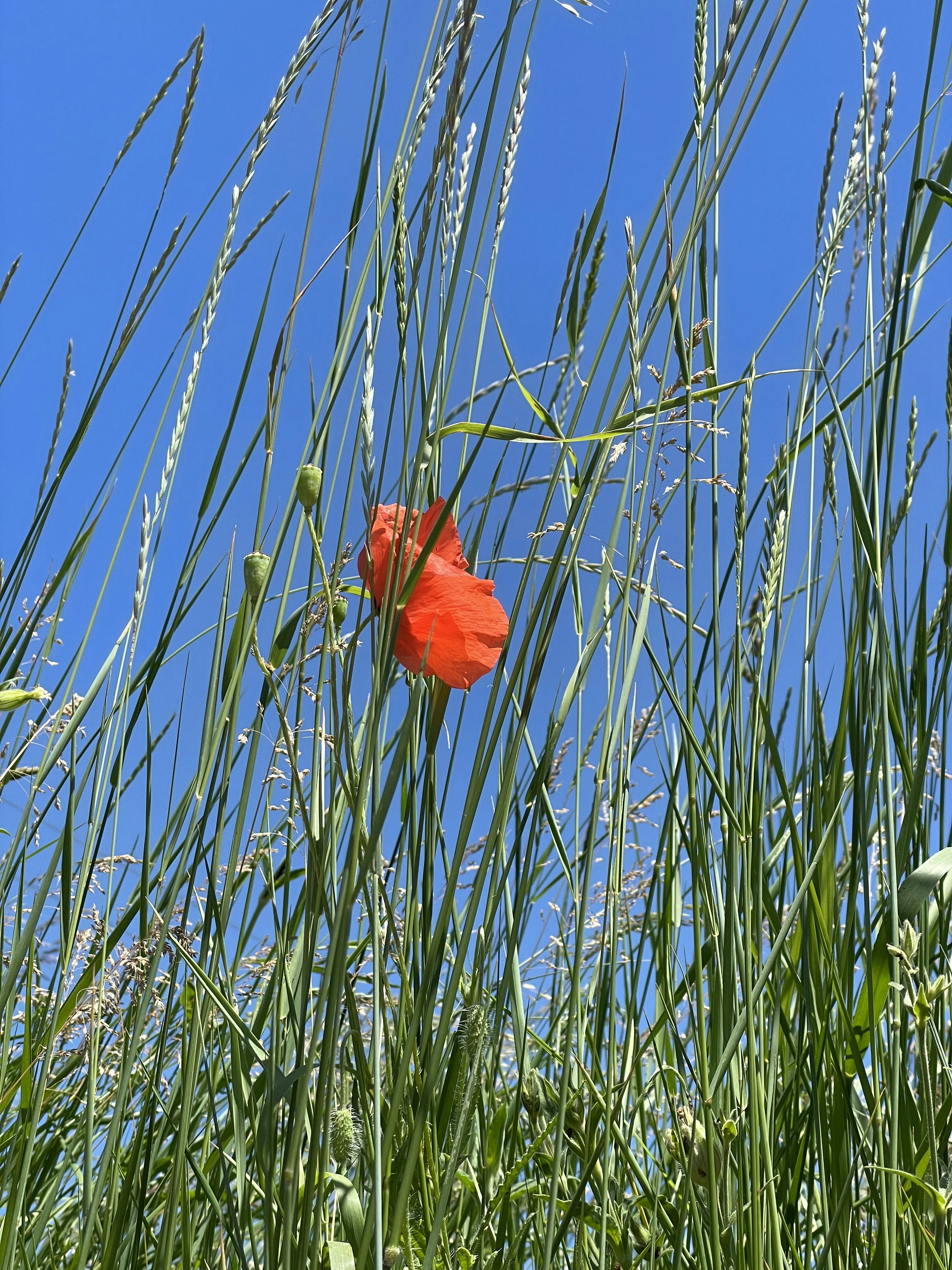 red flower in green grass field during daytime