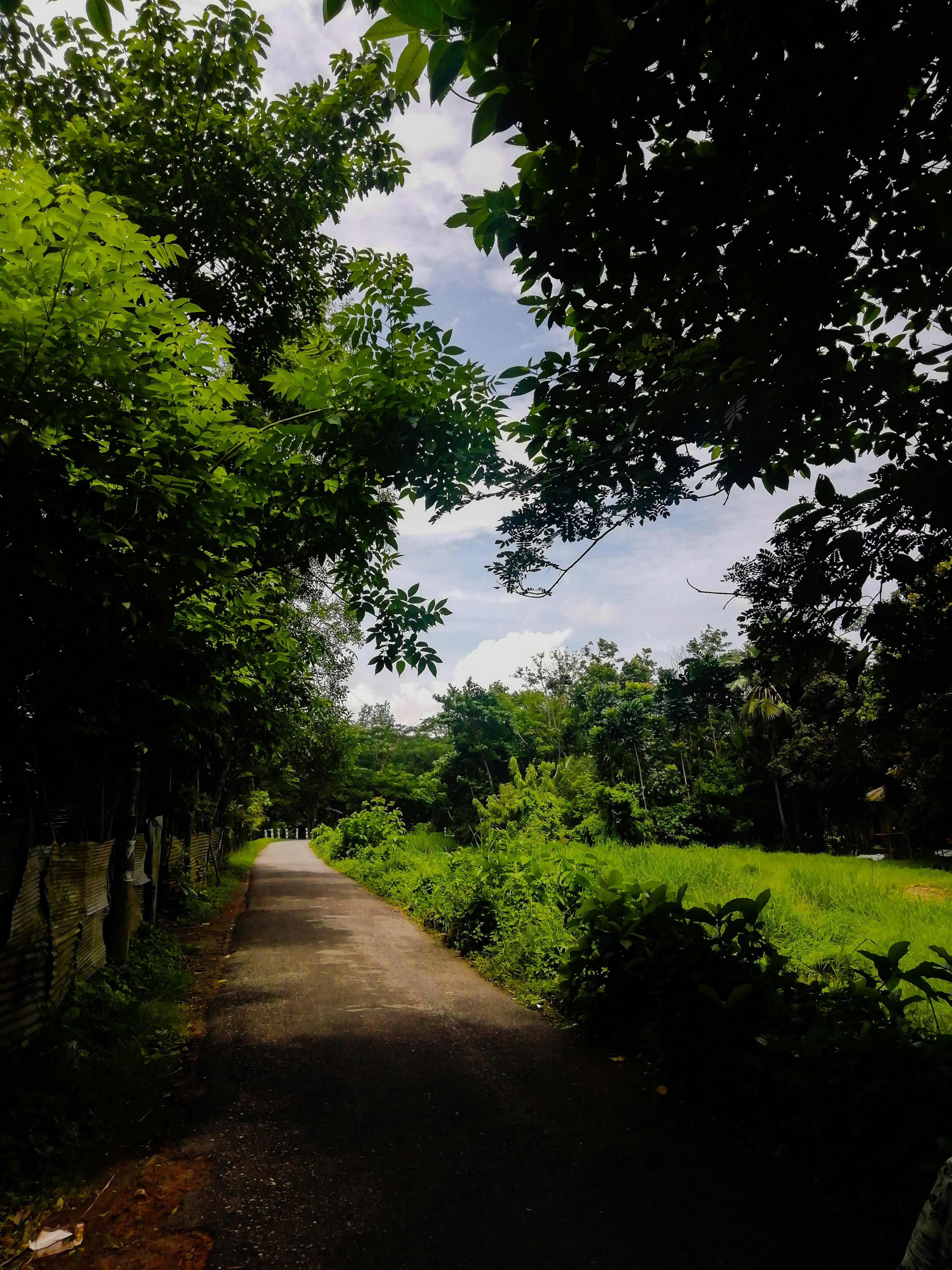 Narrow pathway bordered by dense greenery and trees, leading into a vibrant field under a partly cloudy sky.
