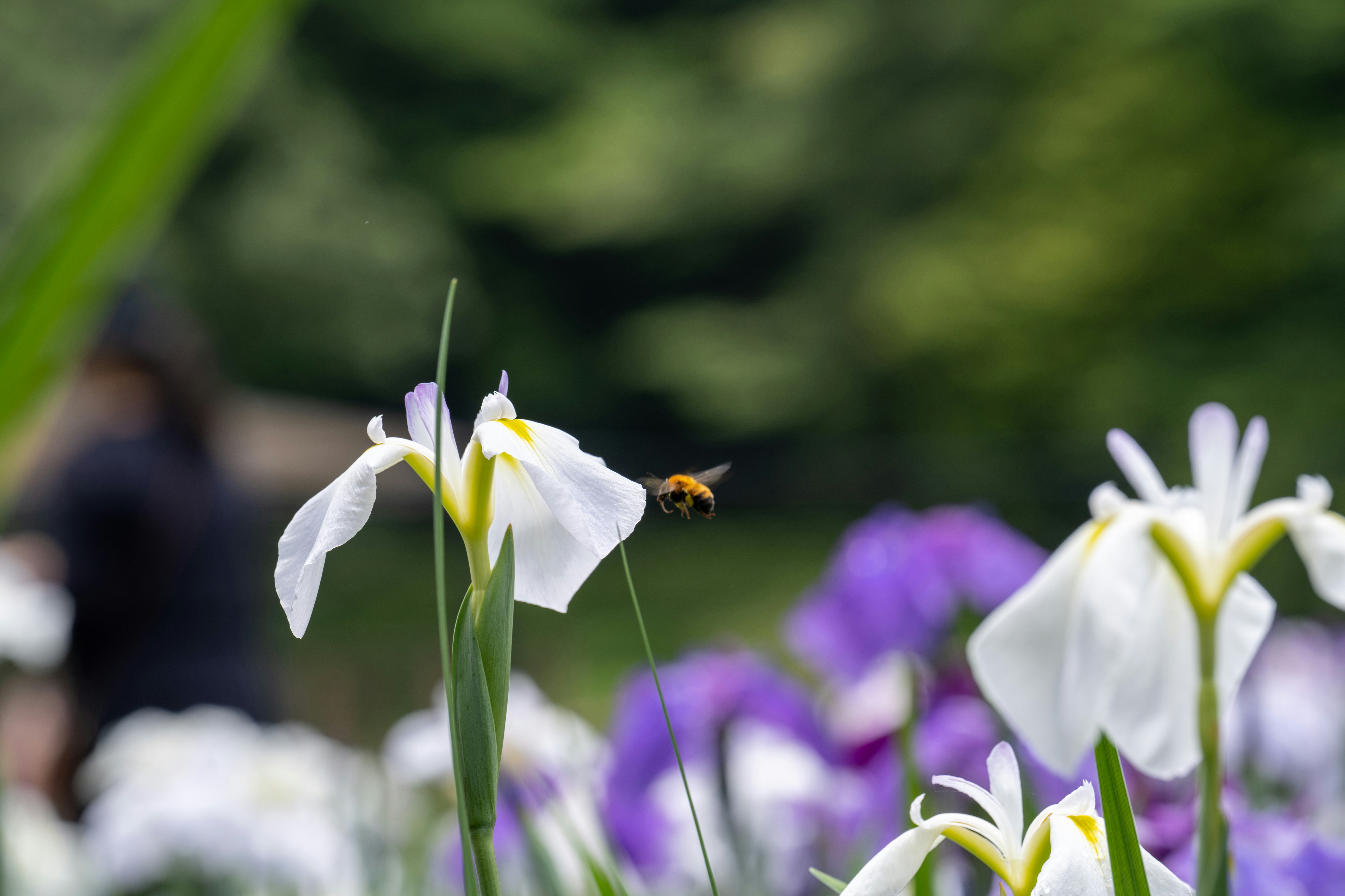 Bee Focal Point on a Iris Blossom