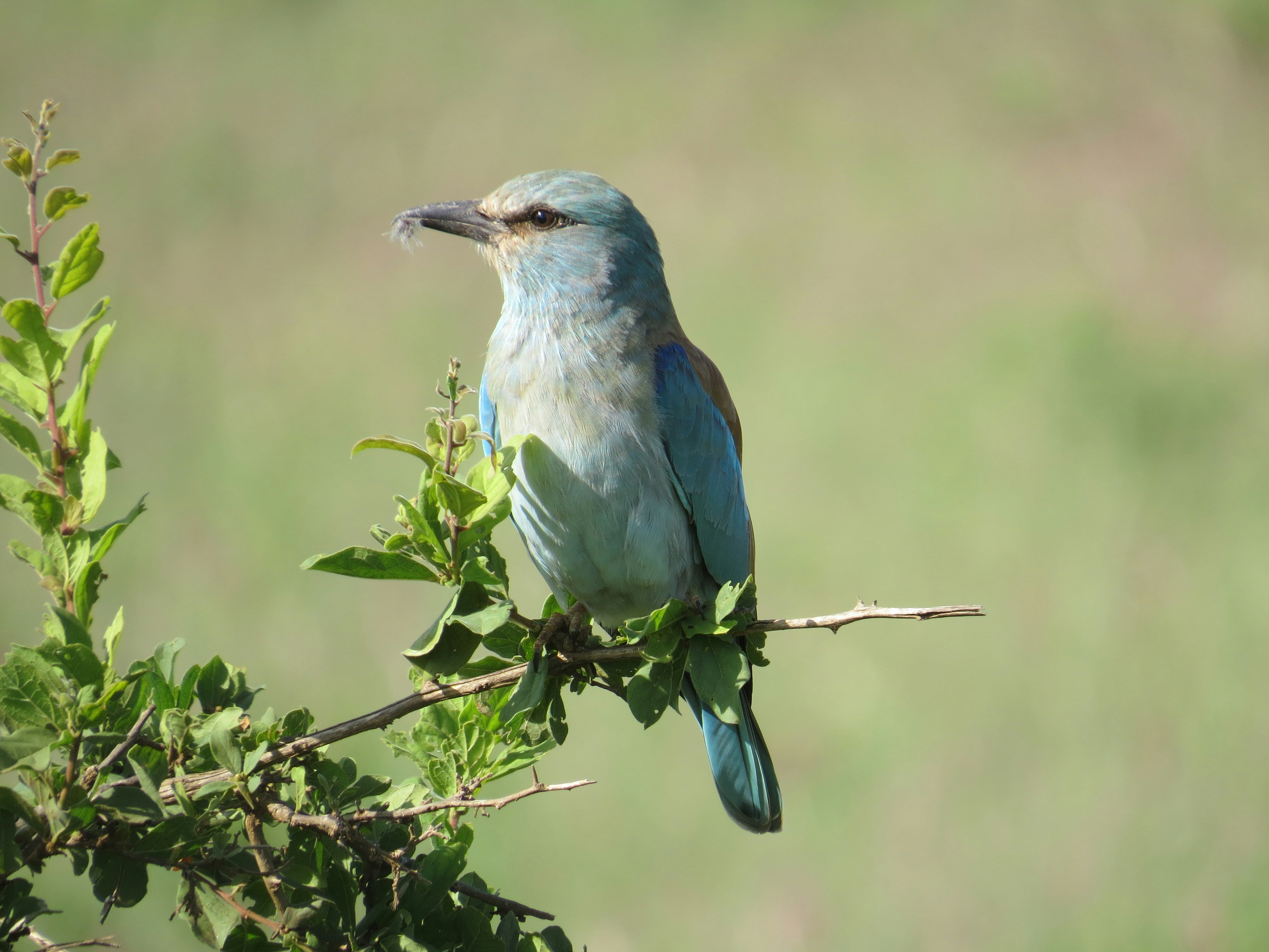 Azure-chested Perch: A Sunlit Songbird with Prey on a Thorny Branch