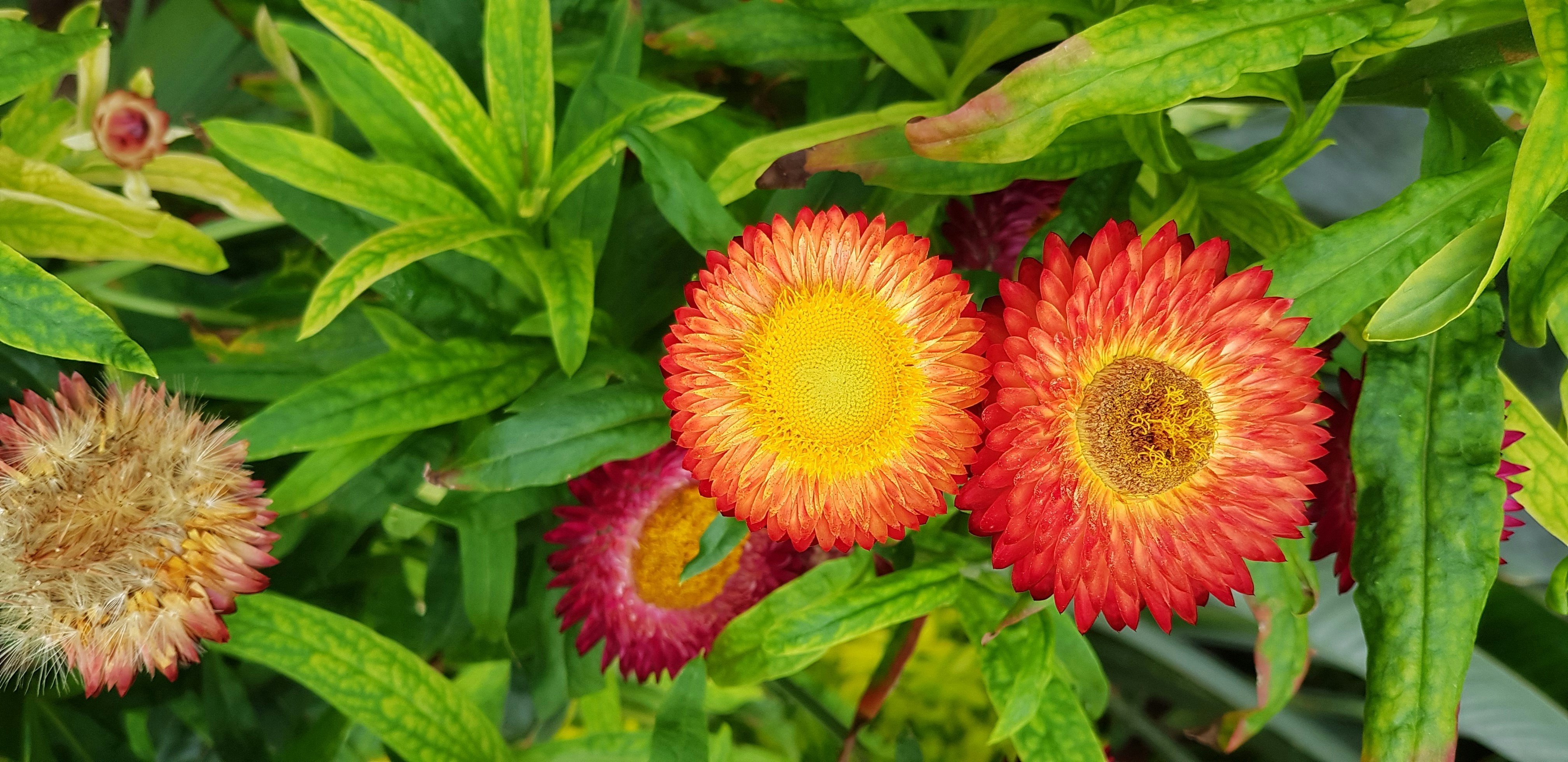 Fleur rouge et jaune en fleur photo – Photo Plante Gratuite sur Unsplash