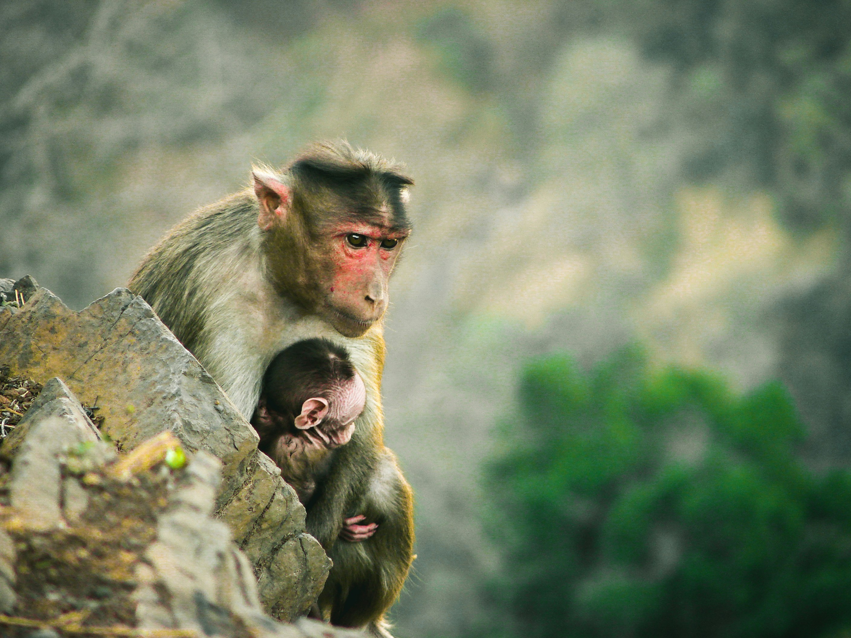 A mother monkey cradles her infant, showcasing a moment of nurturing on a rocky ledge, with a blurred green backdrop emphasizing their bond.