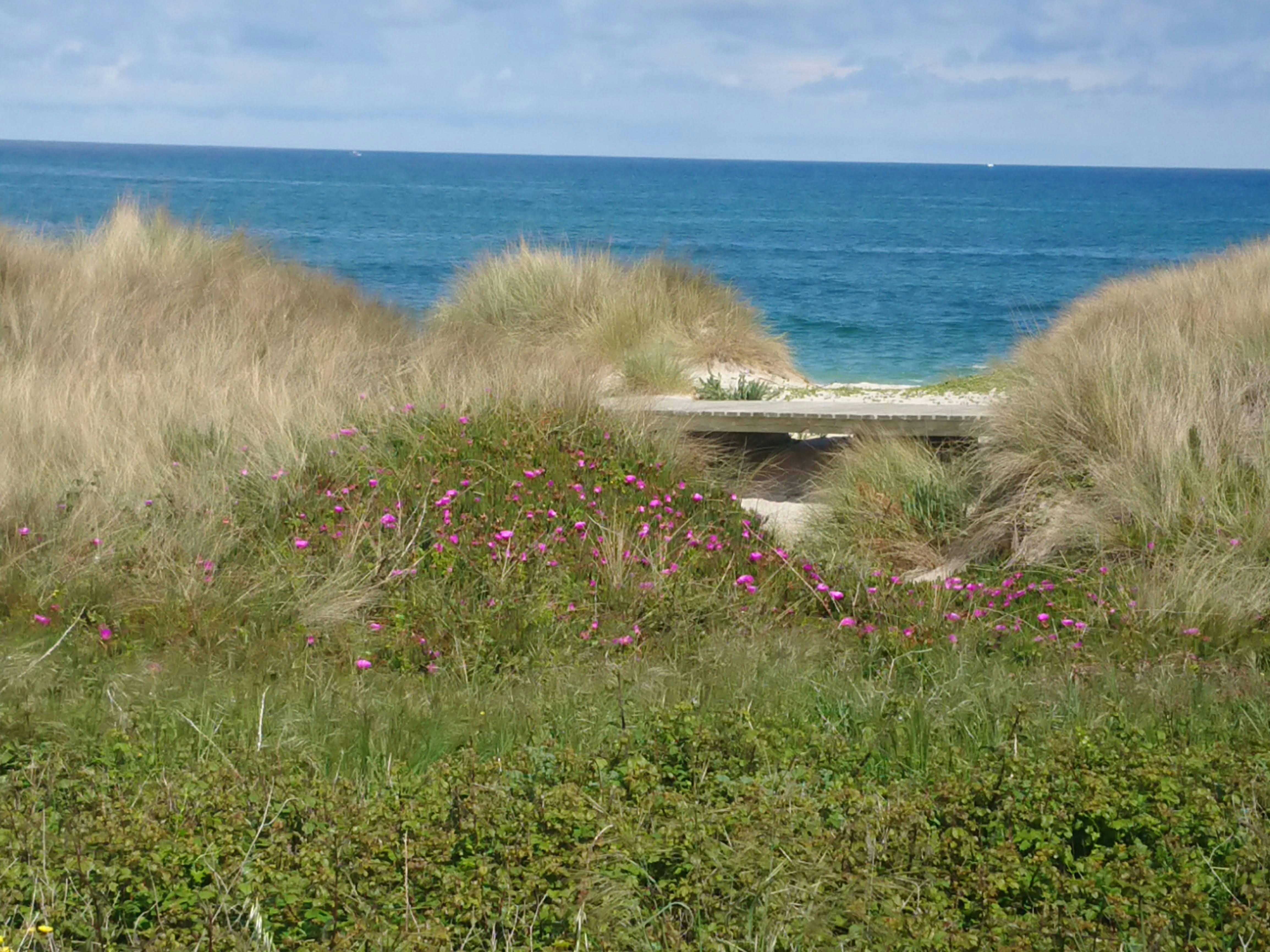 Wooden bench nestled among green dunes overlooking a calm blue ocean.