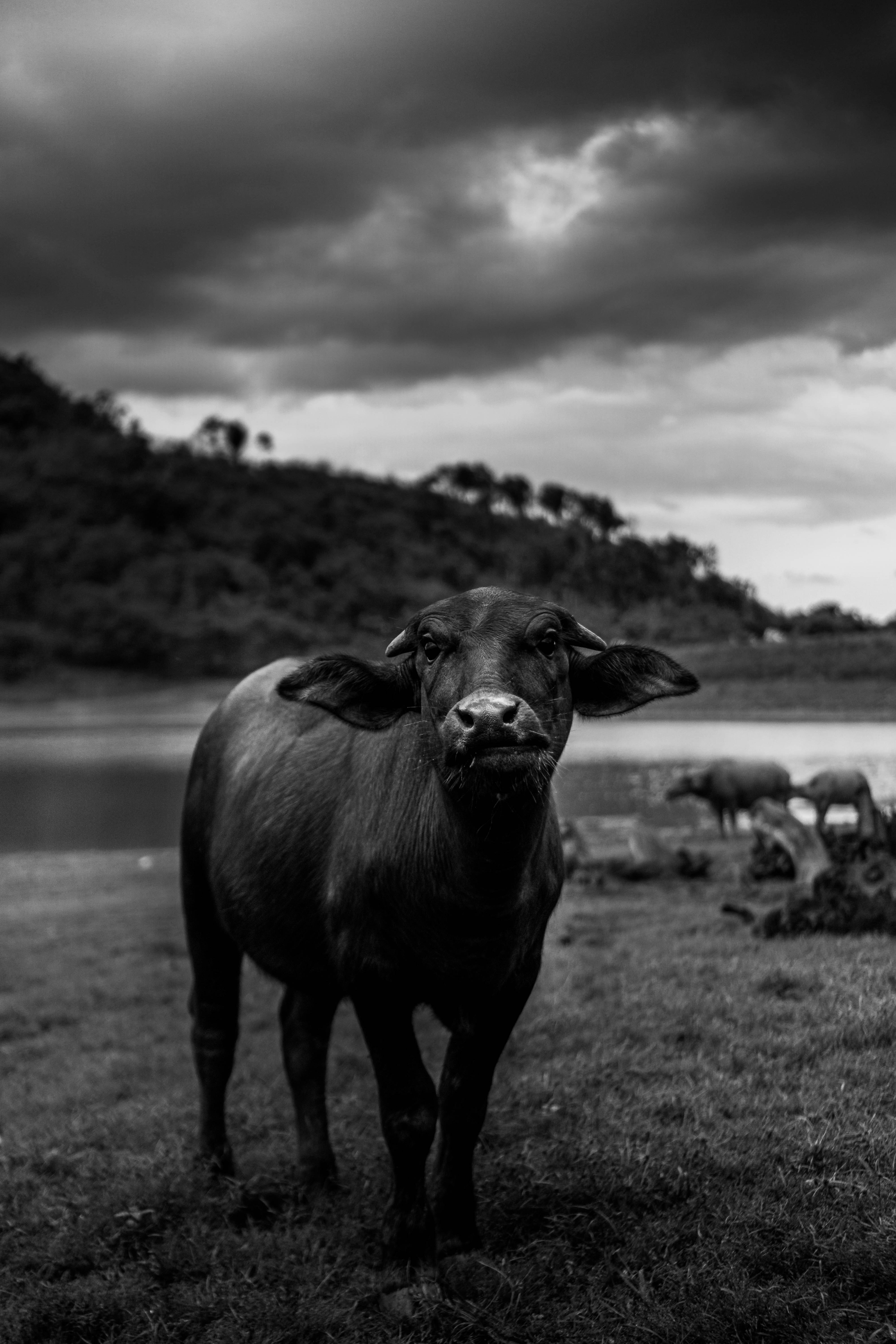 The Curious Herd: A Lone Cow kneels toward the camera as a shorelines fade behind