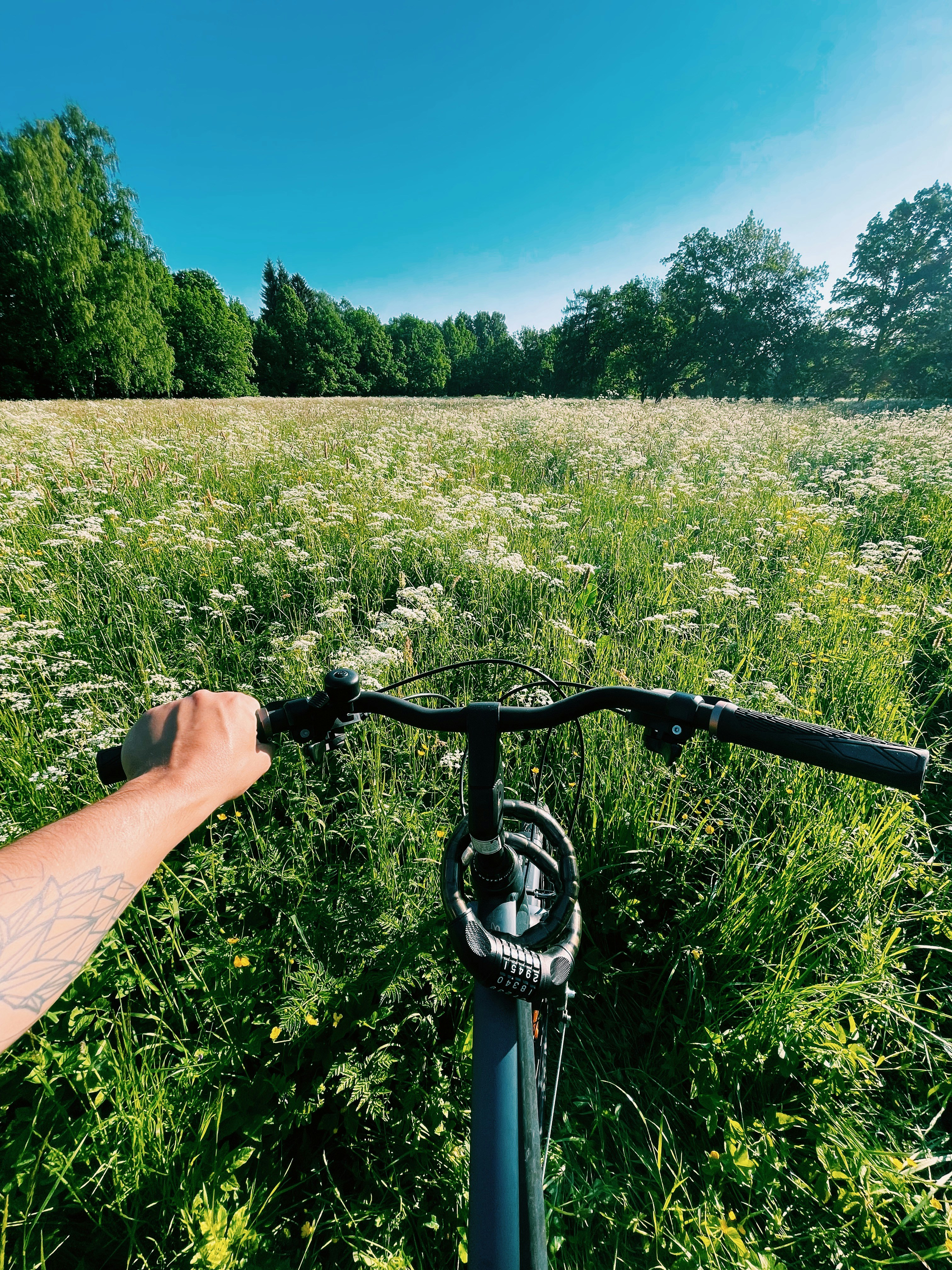 Riding Through a Meadow of Queen Anne's Lace on a Sunlit Afternoon