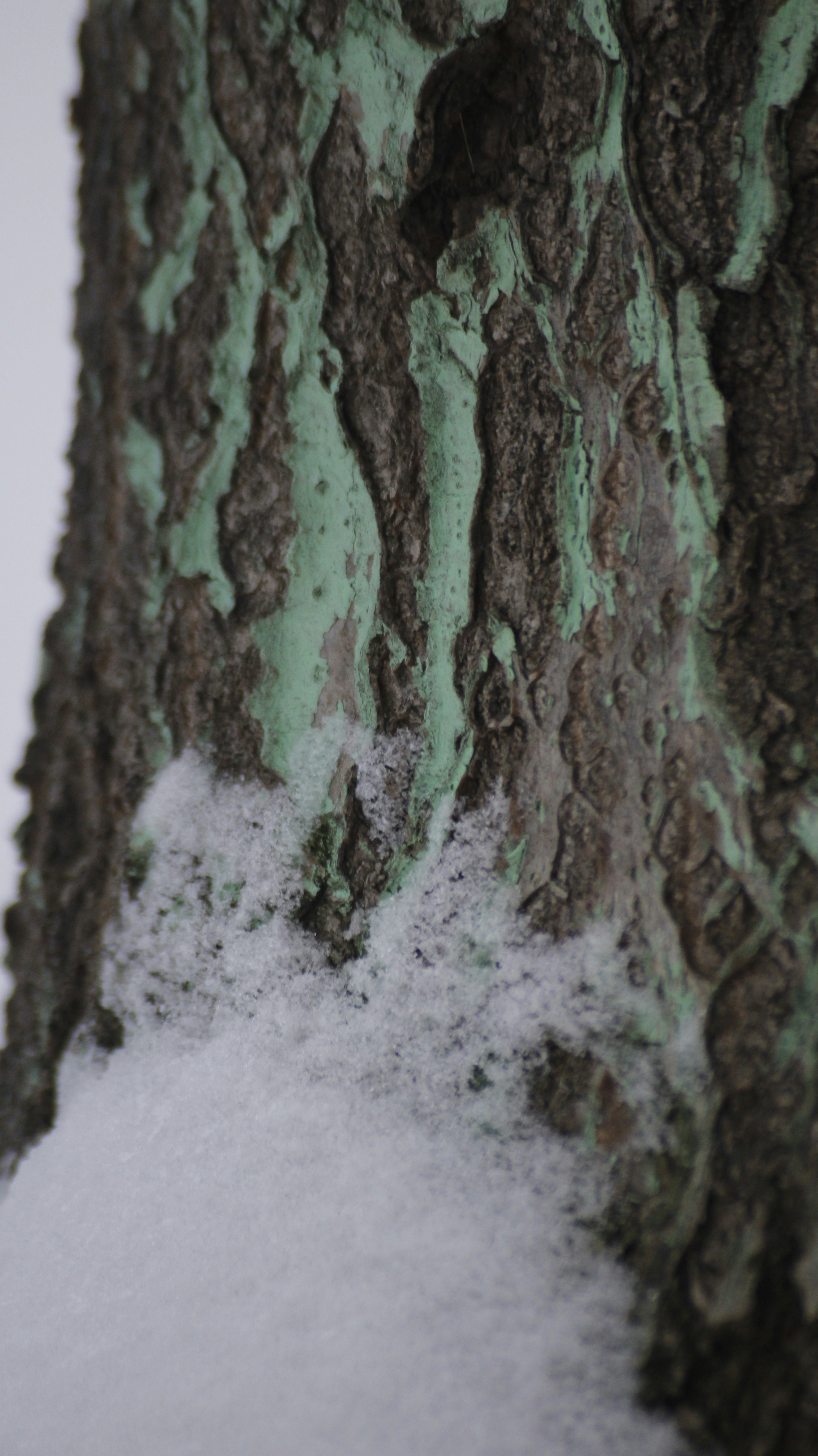 Verdigris Bark: Patinaed Trunk Framed by Snow