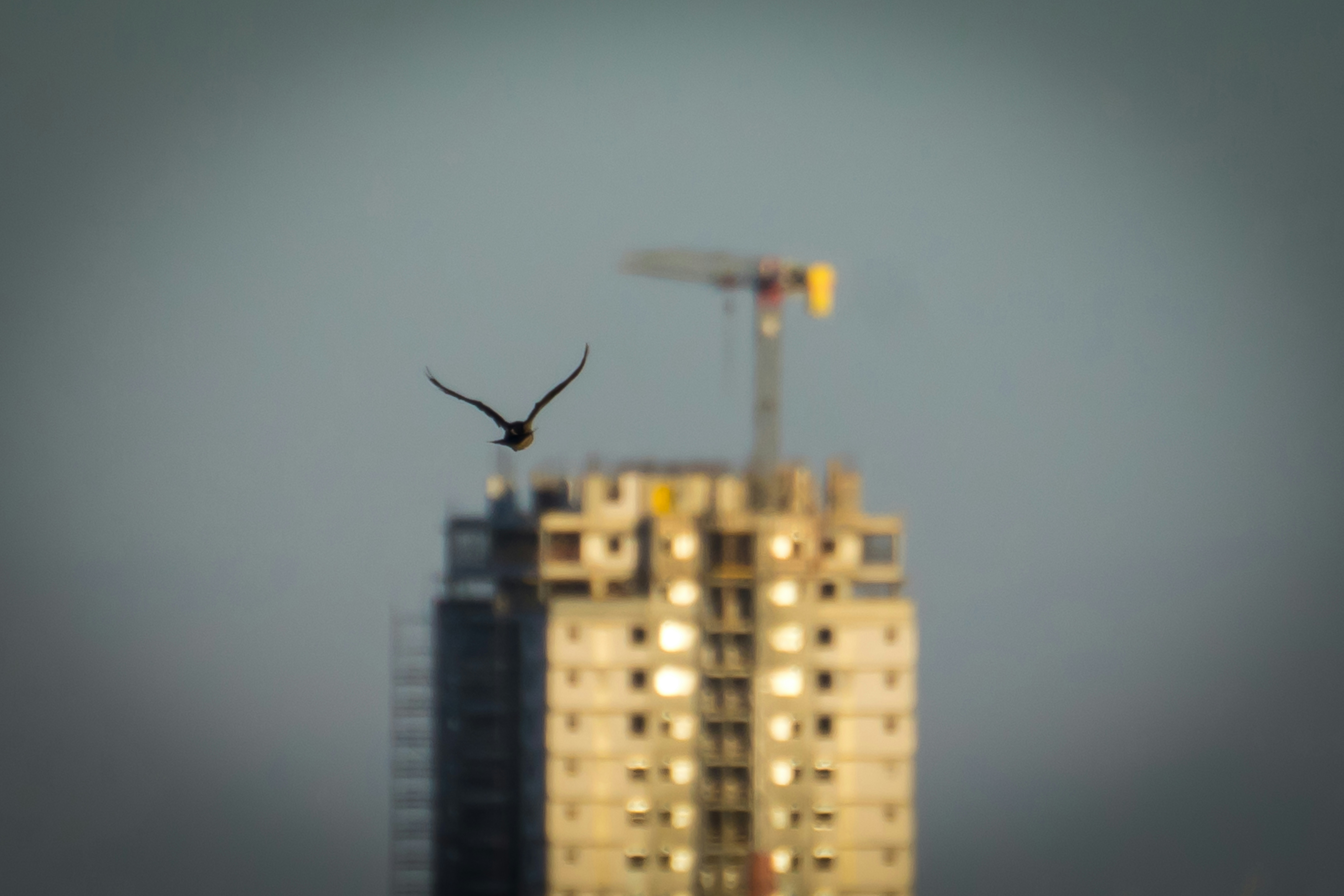 Foto Pájaro negro volando sobre un edificio de gran altura durante la noche – Imagen Dimona ...