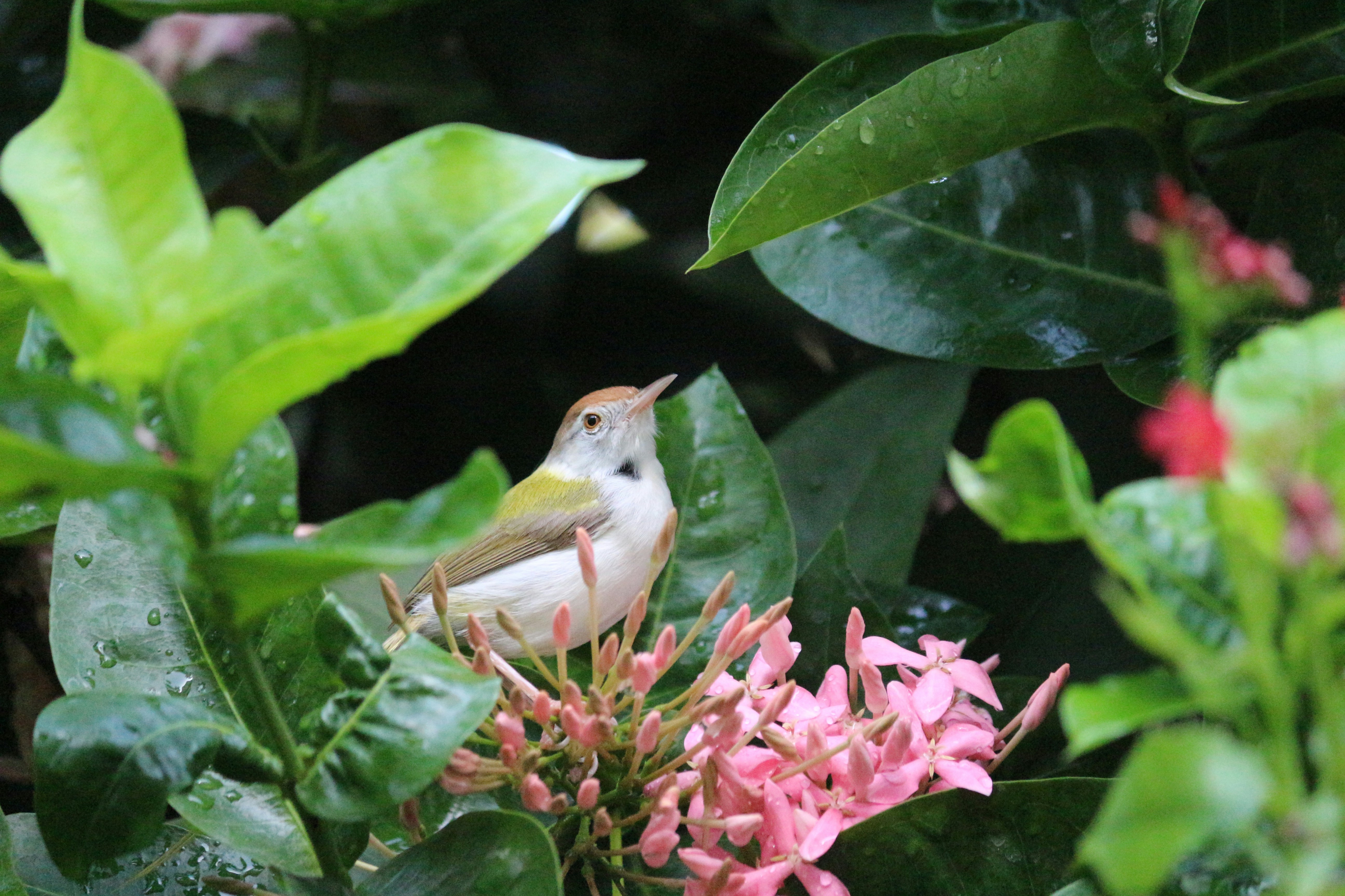 Ixora's Pink Clusters: A Warbler's Quiet Pause in a Lush Garden