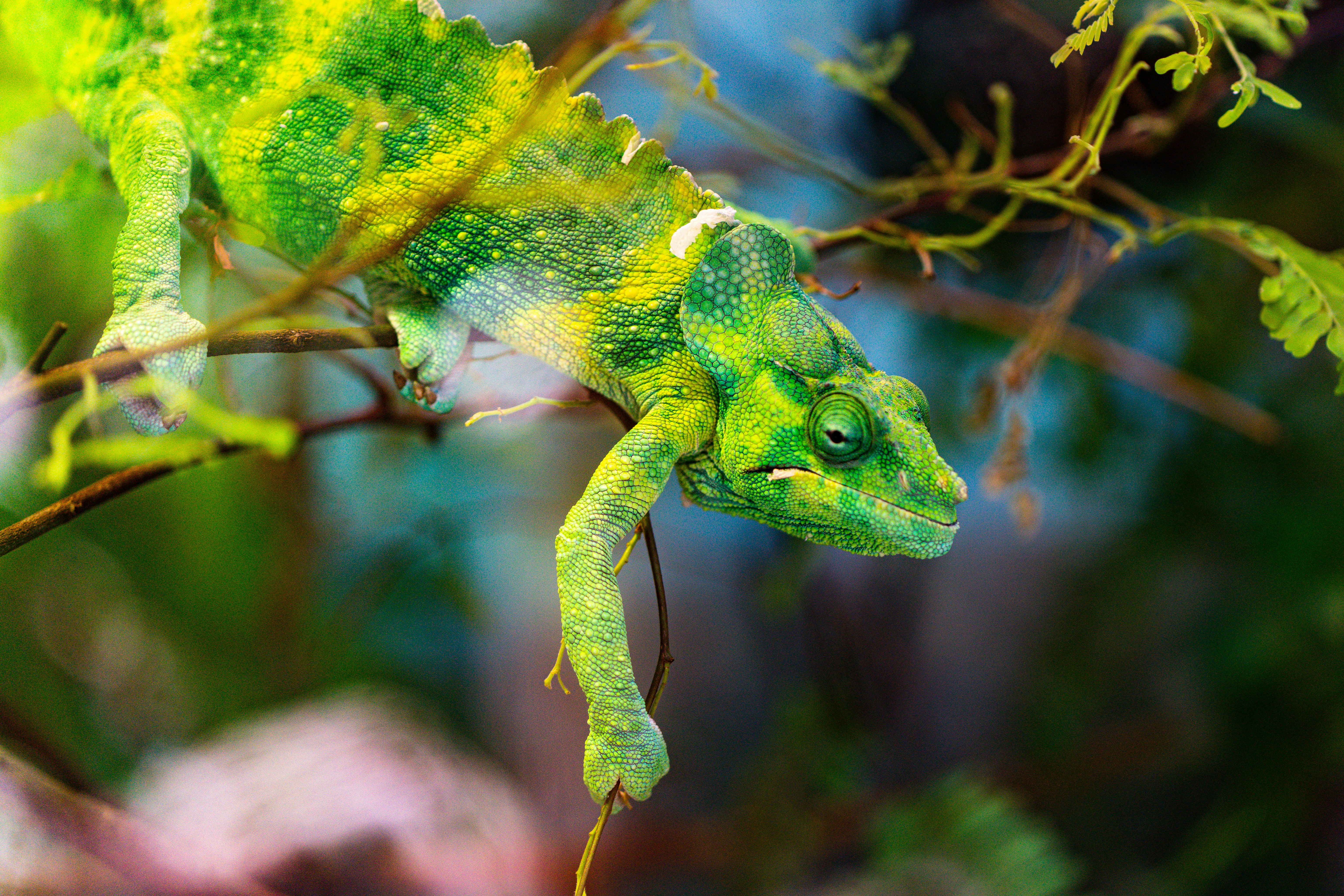 Green and yellow chameleon on brown tree branch photo – Free Lizard ...