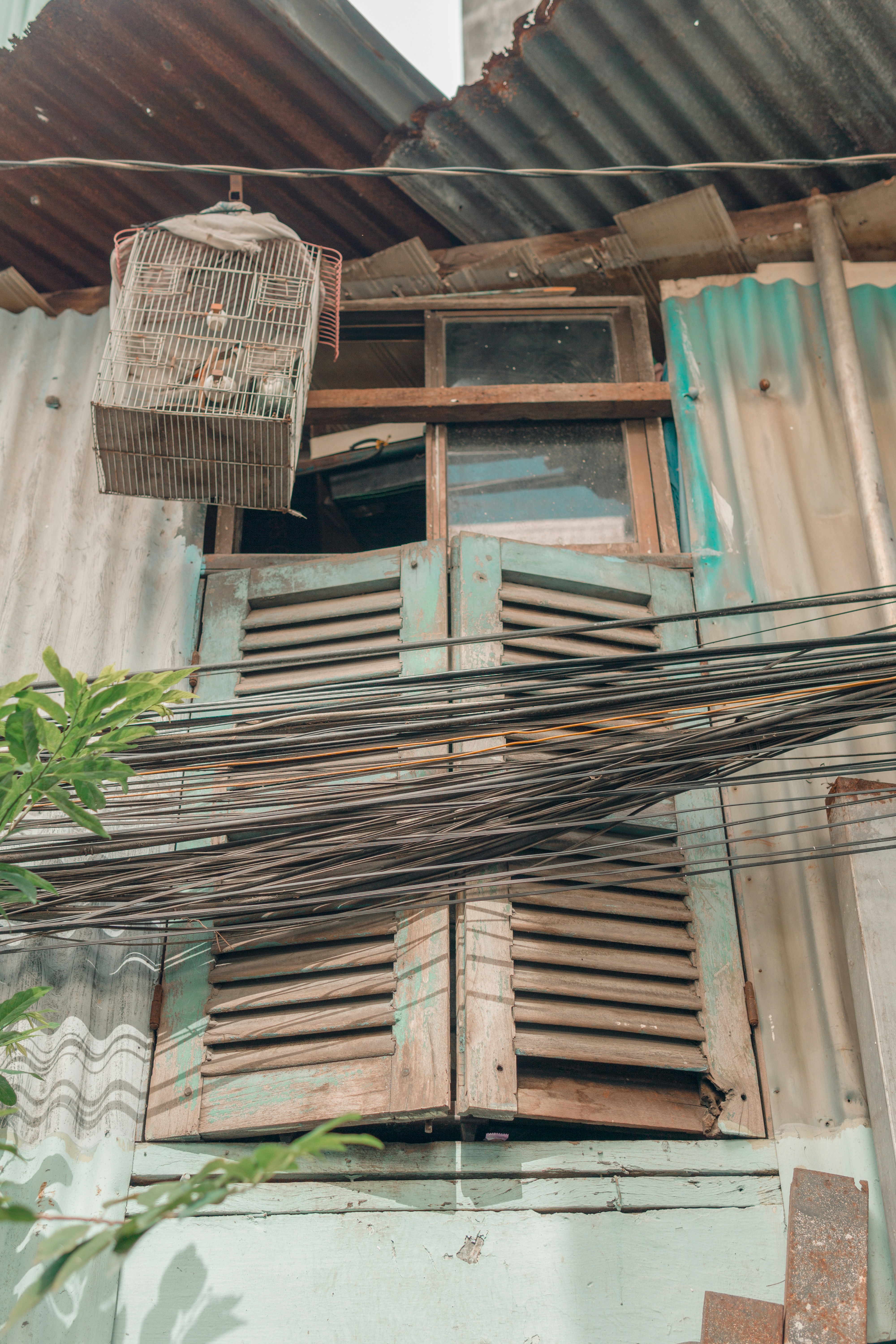 Weathered wooden shutters and a birdcage hang above tangled wires, capturing the essence of urban resilience and nature's presence.