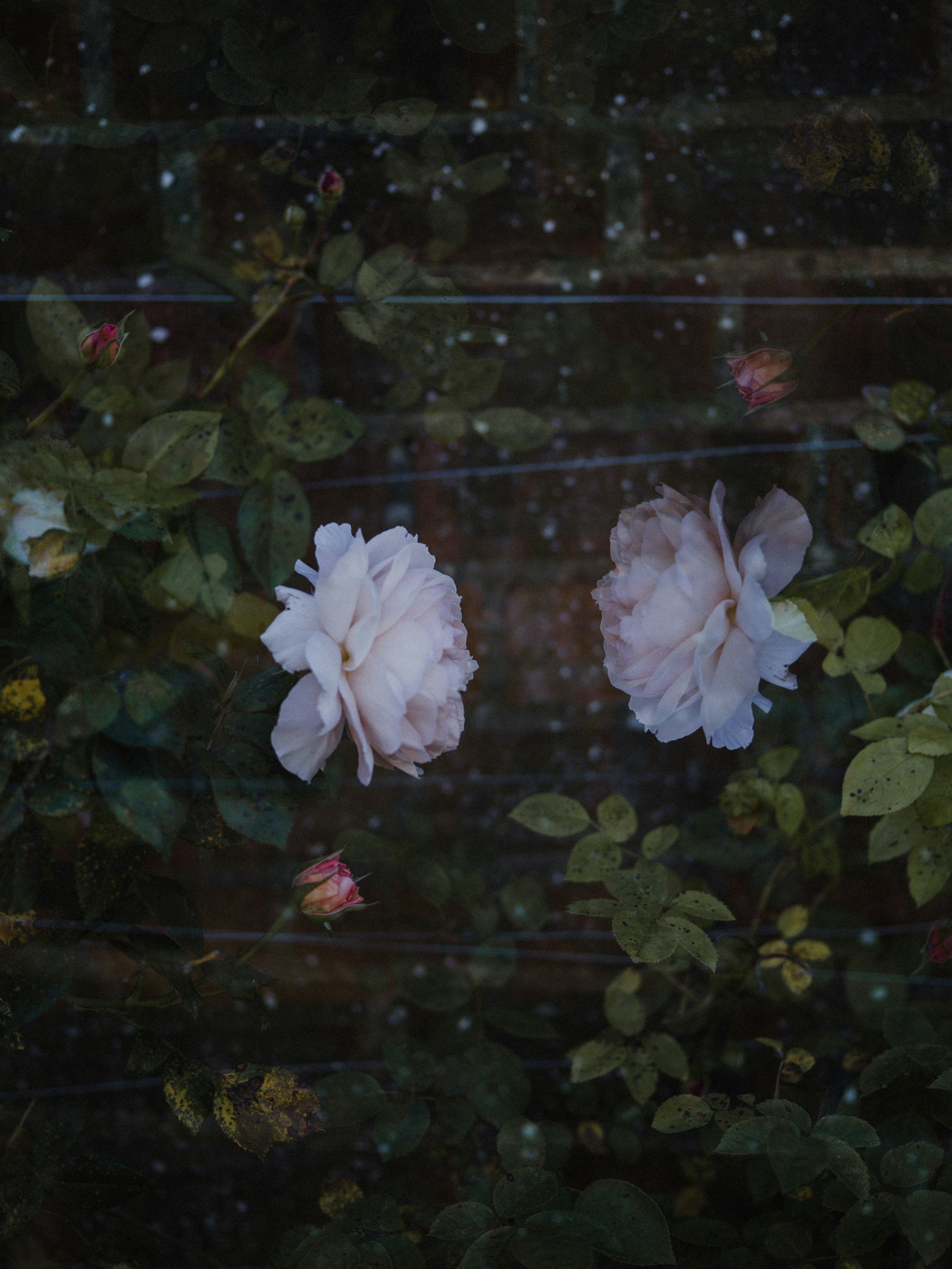 Flower Field Tumblr Grunge