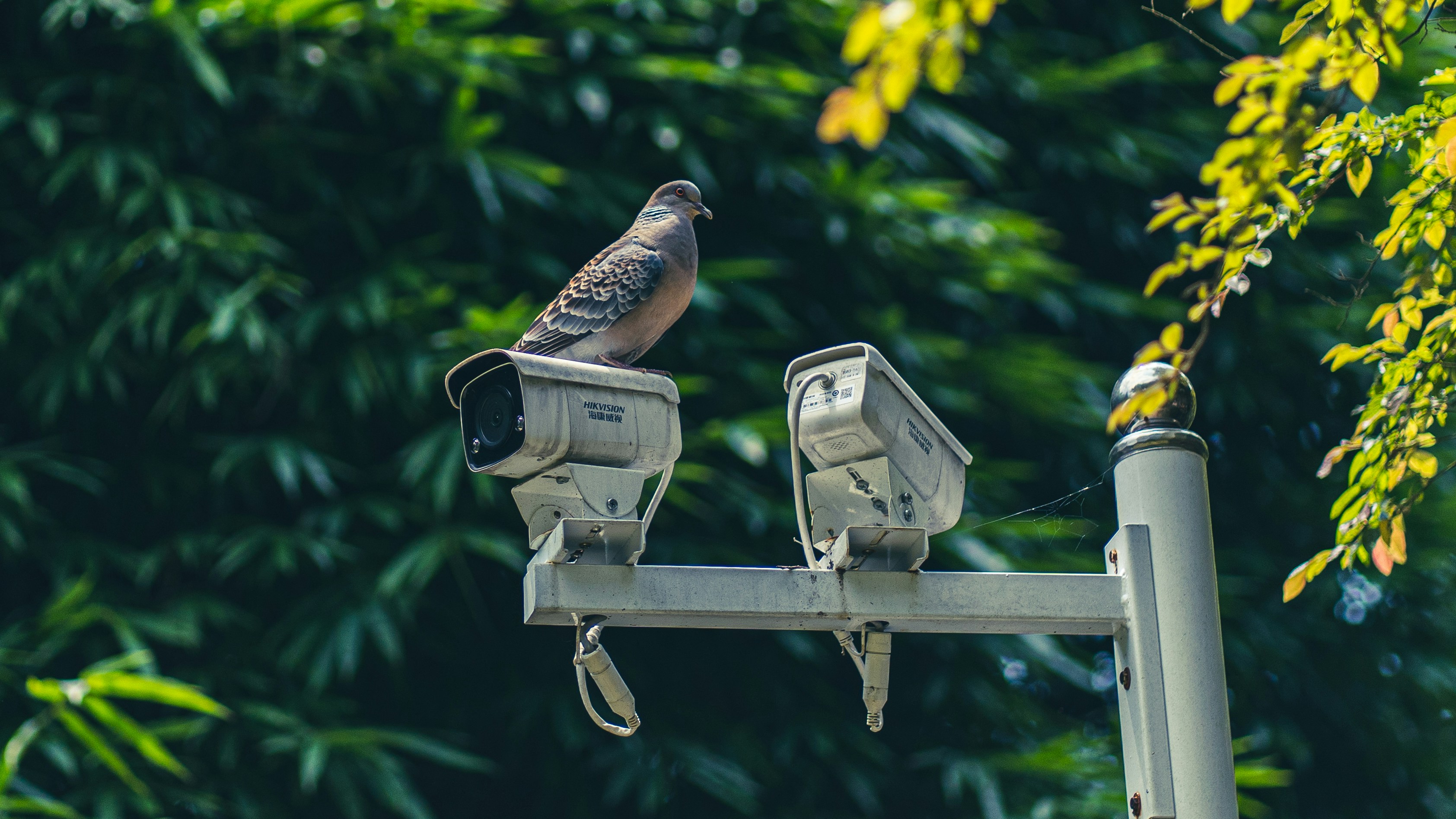 Pigeon on Patrol: A Quiet Juxtaposition Above the Surveillance Cameras