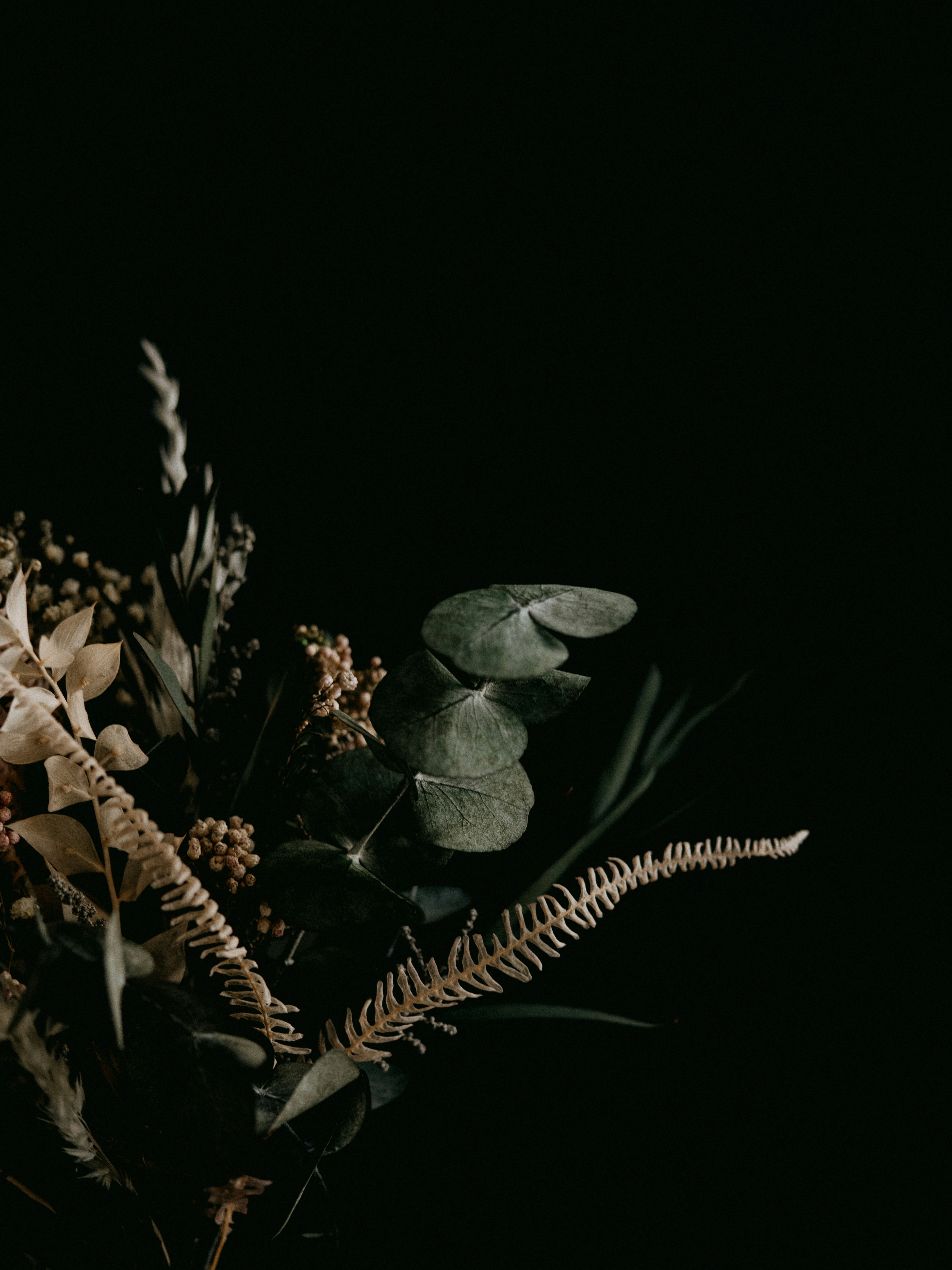 A delicate arrangement of dried foliage and flowers against a dark backdrop, highlighting the intricate textures and shapes of each element.