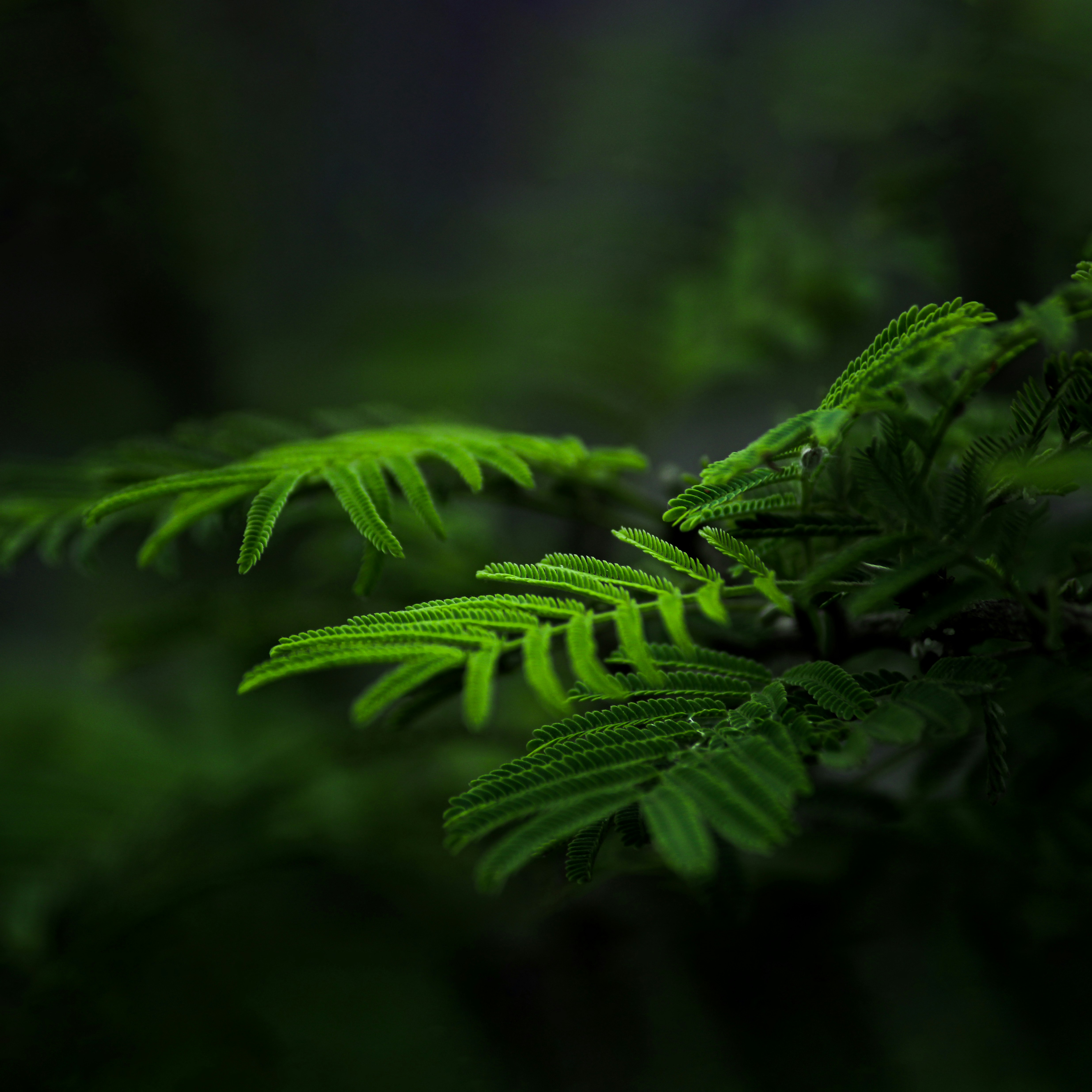 Delicate green fern leaves illuminated against a dark, blurred background, highlighting their intricate textures and shapes.