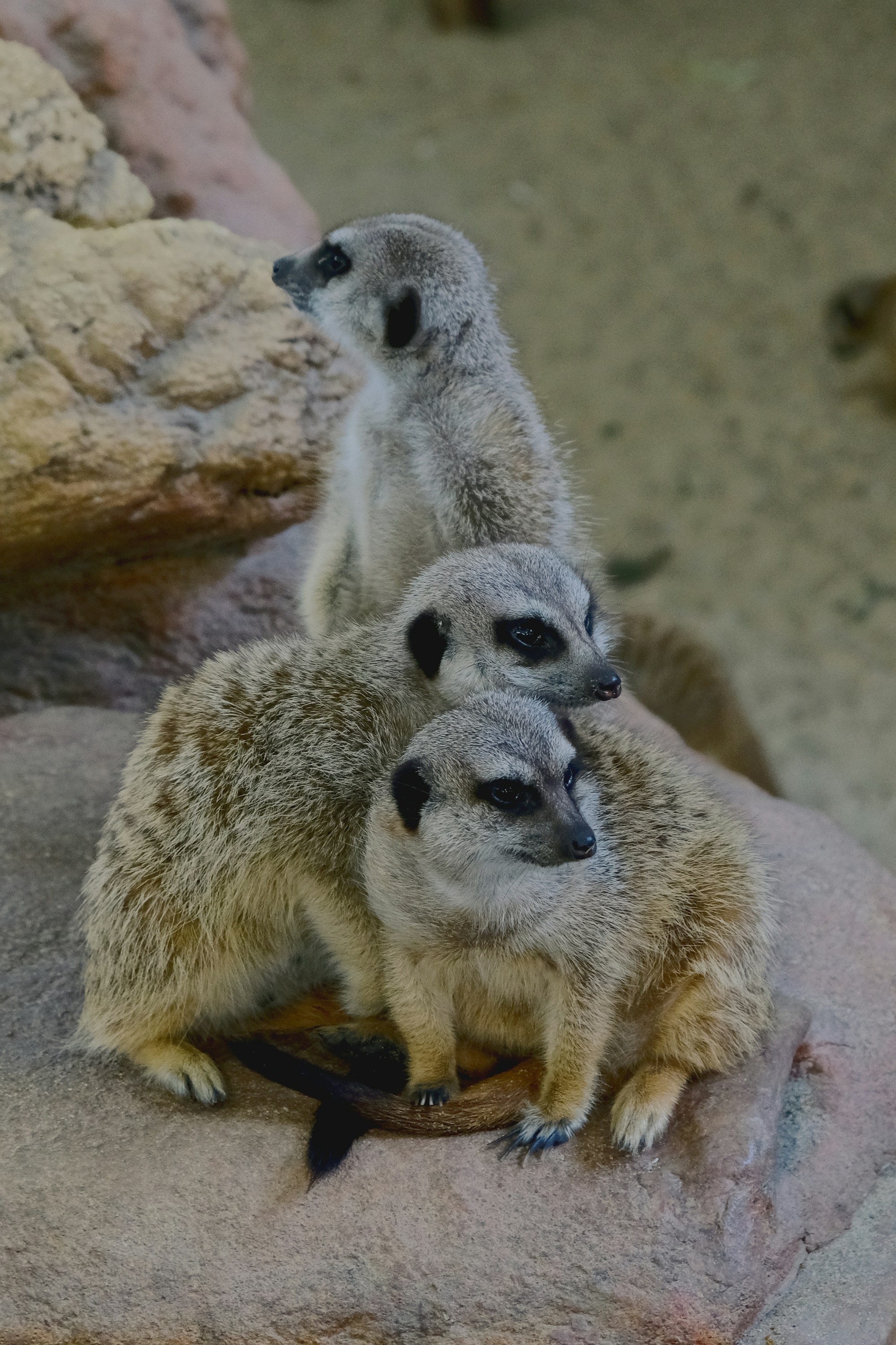 Captivity Pictures | Download Free Images on Unsplash