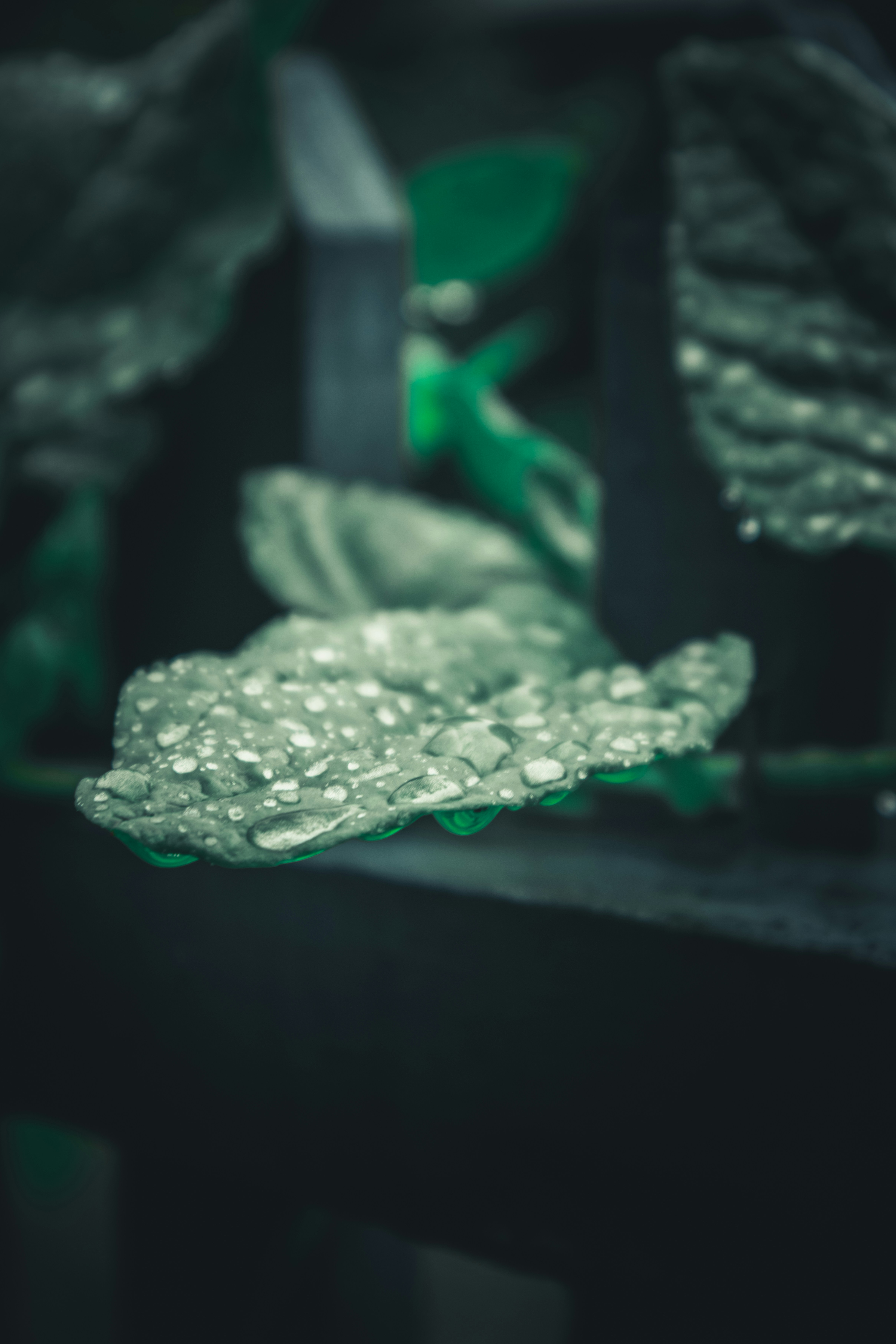 a lot of water on a leaf