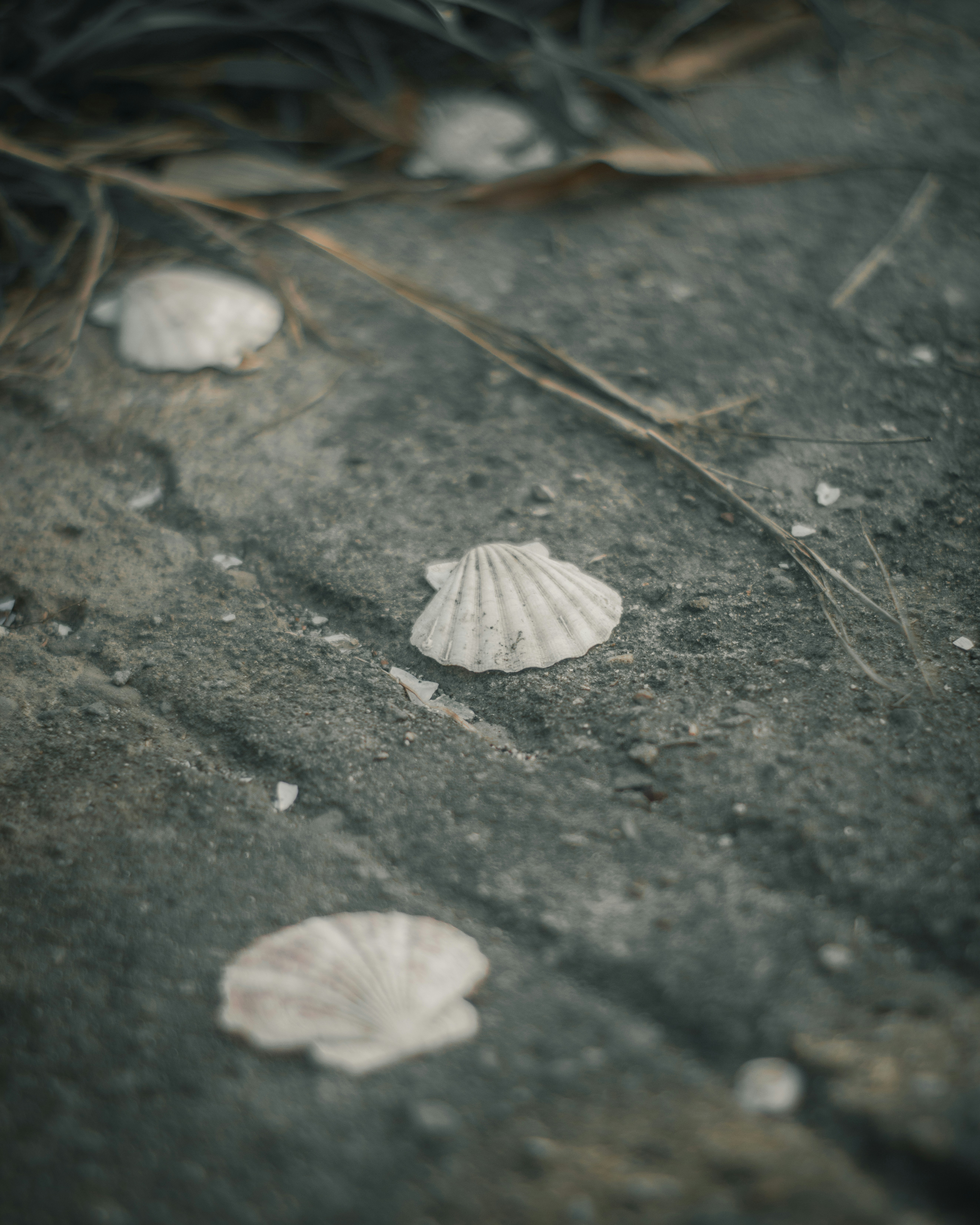 Solitary Scallop on Weathered Ground: A Quiet Macro Moment