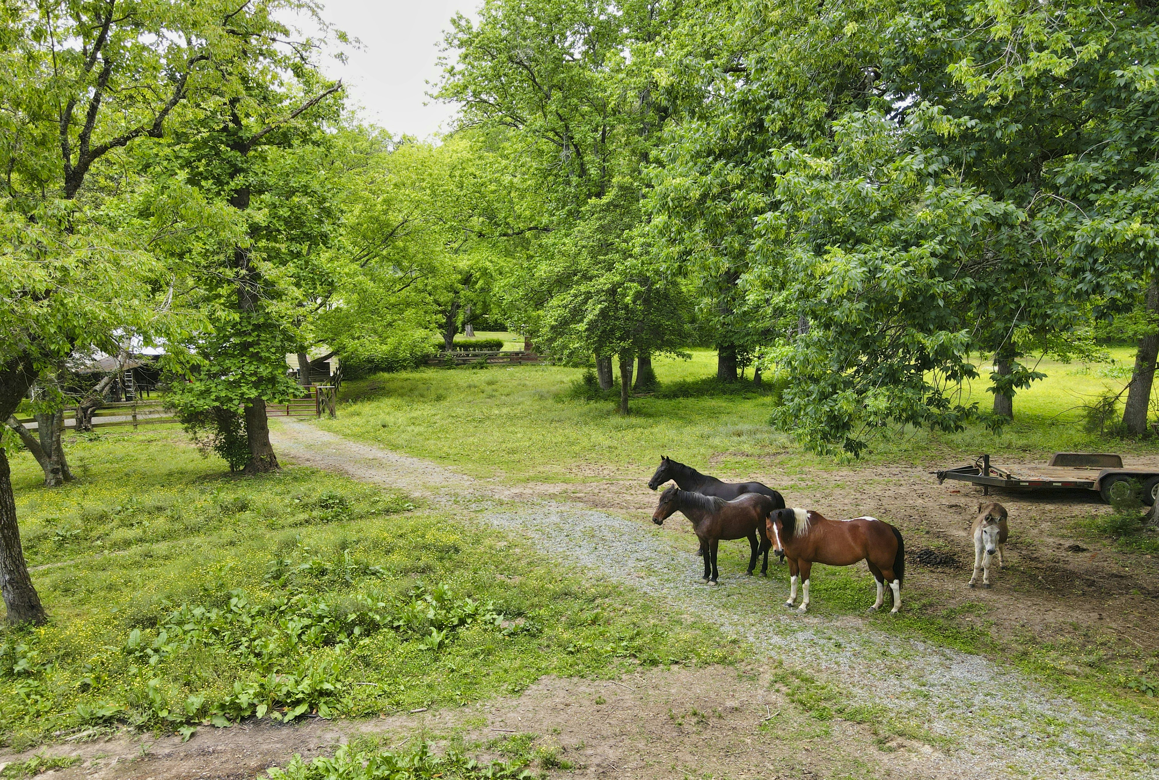 Three horses and a donkey stand together in a lush green clearing surrounded by trees, showcasing a peaceful rural setting.