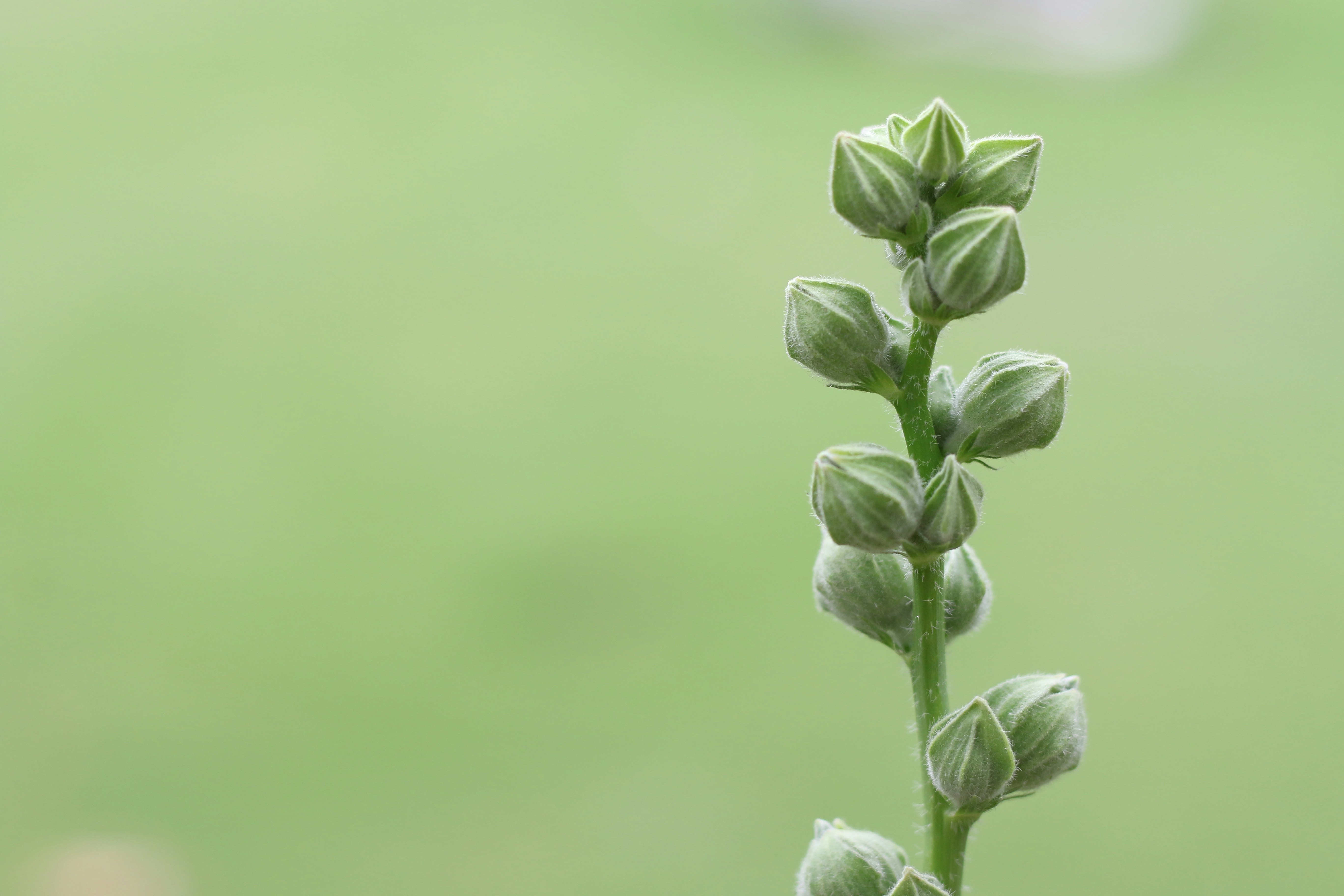 Emerging Buds: A Stalk of Quiet Growth