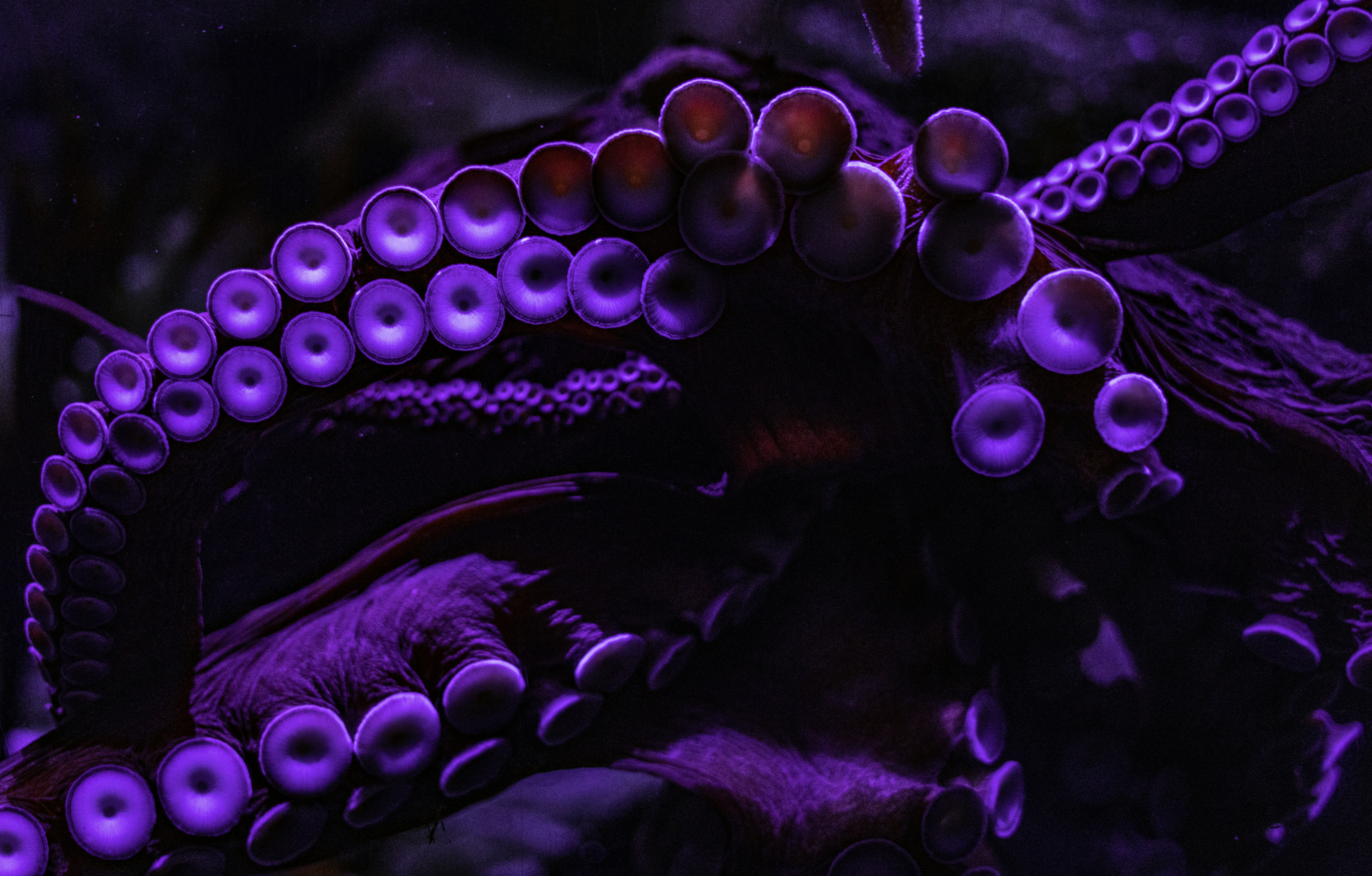 Close-up of an octopus's tentacle showcasing its unique suckers, illuminated by vibrant purple lighting.