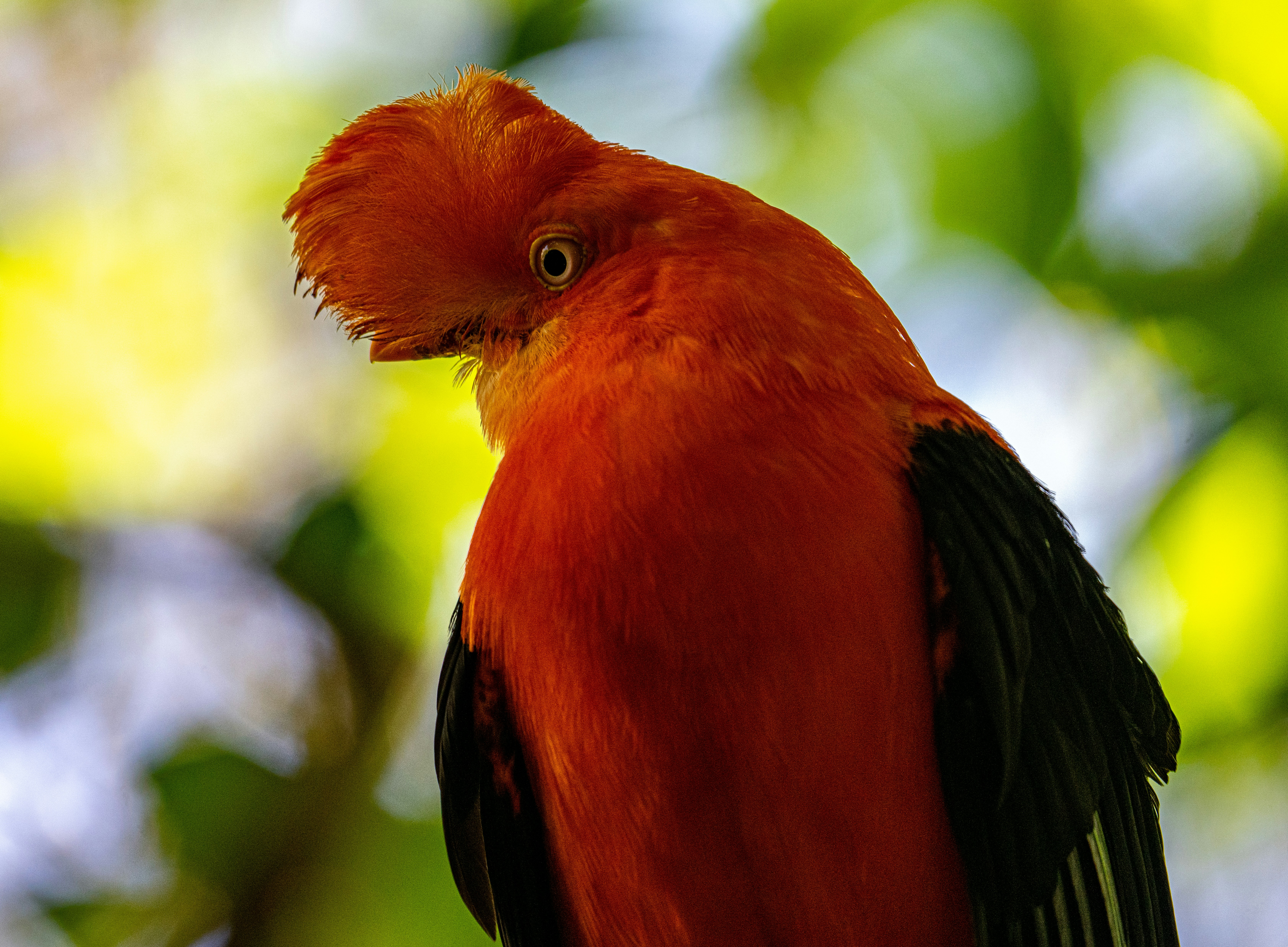 Vibrantly colored bird with a striking orange plumage, perched amidst a blurred green backdrop, showcasing its unique feathered crest.