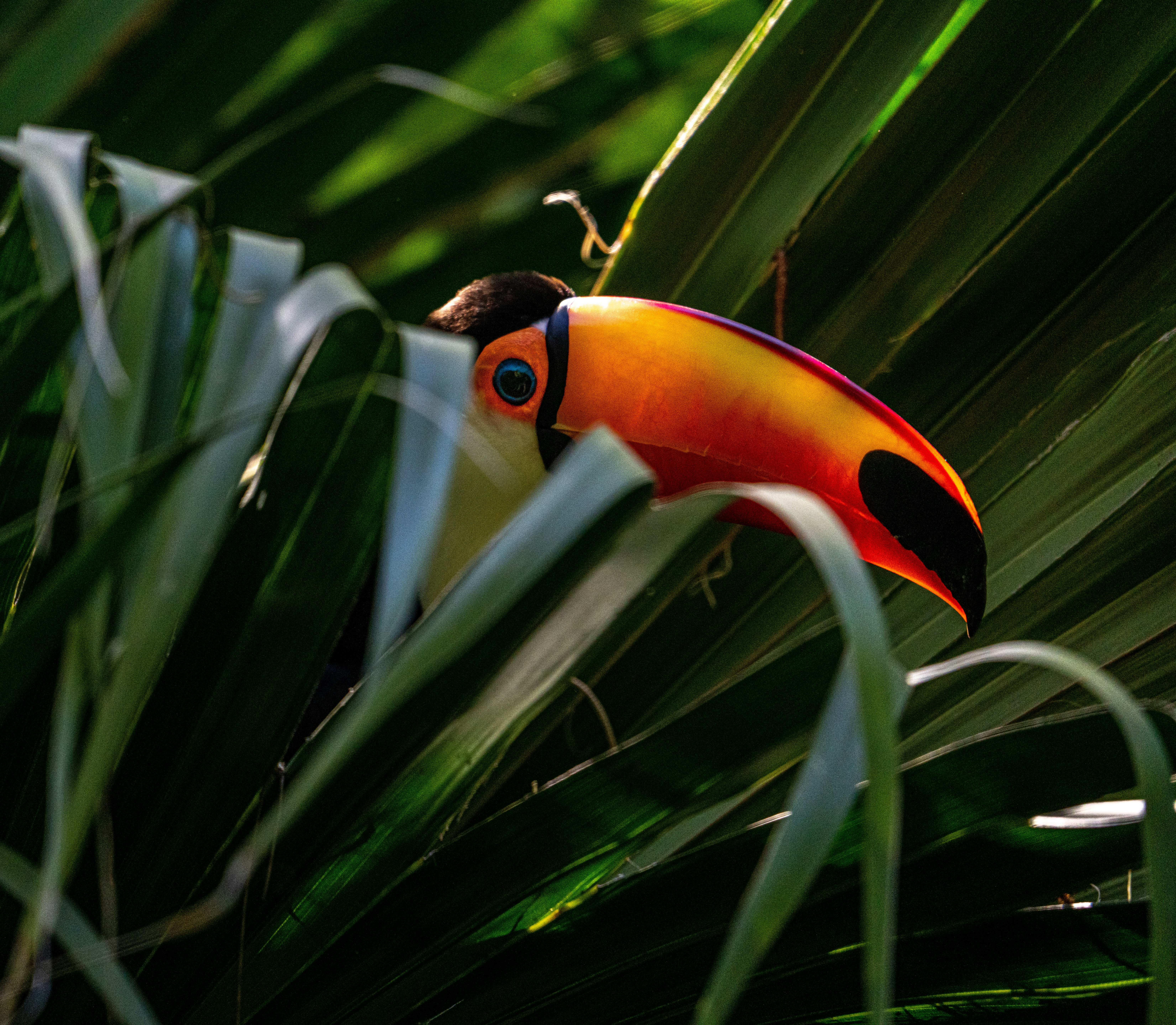 Colorful toucan peeking through lush green foliage in dappled sunlight.