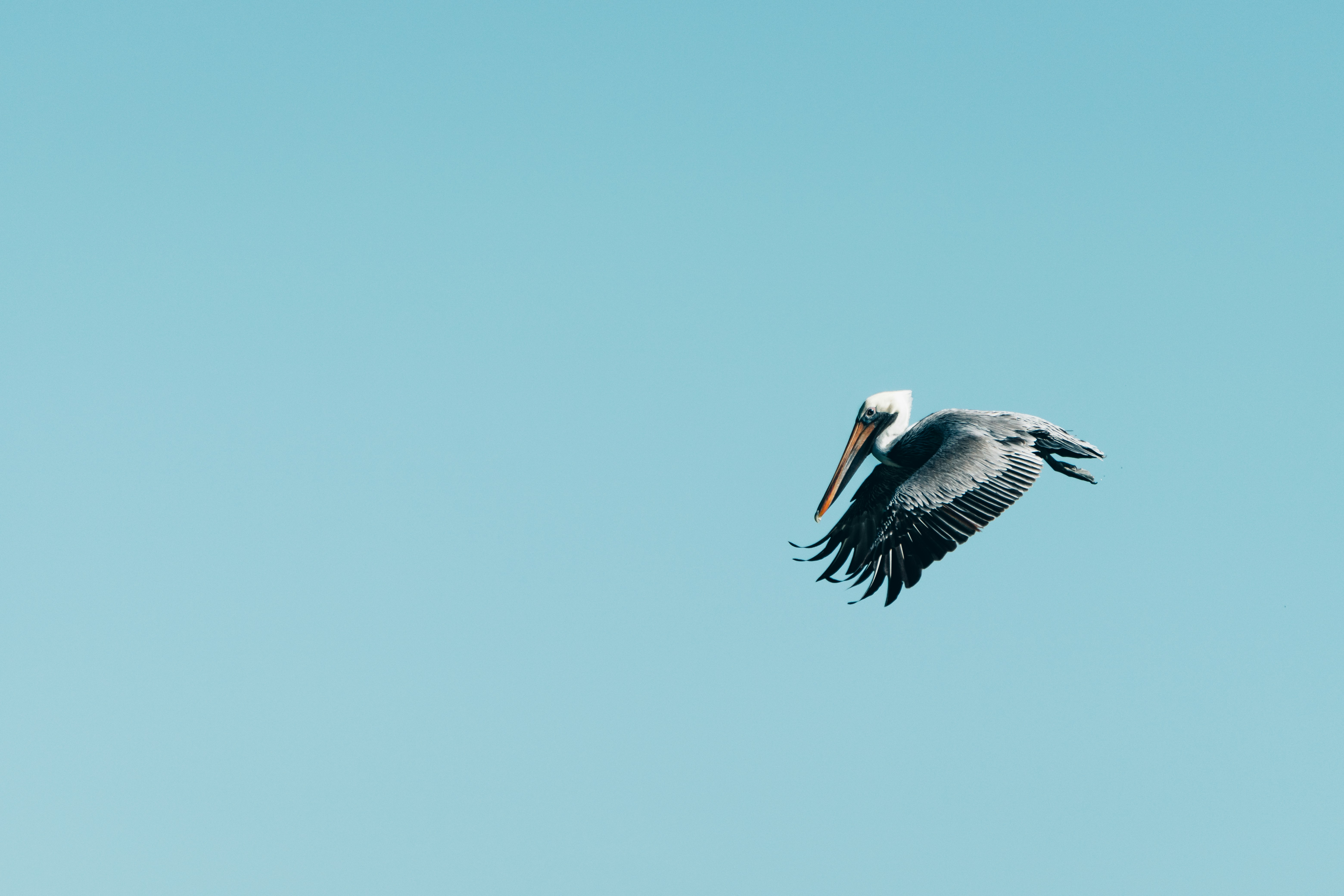 A pelican gracefully gliding through a clear blue sky, showcasing its impressive wingspan and distinctive bill.
