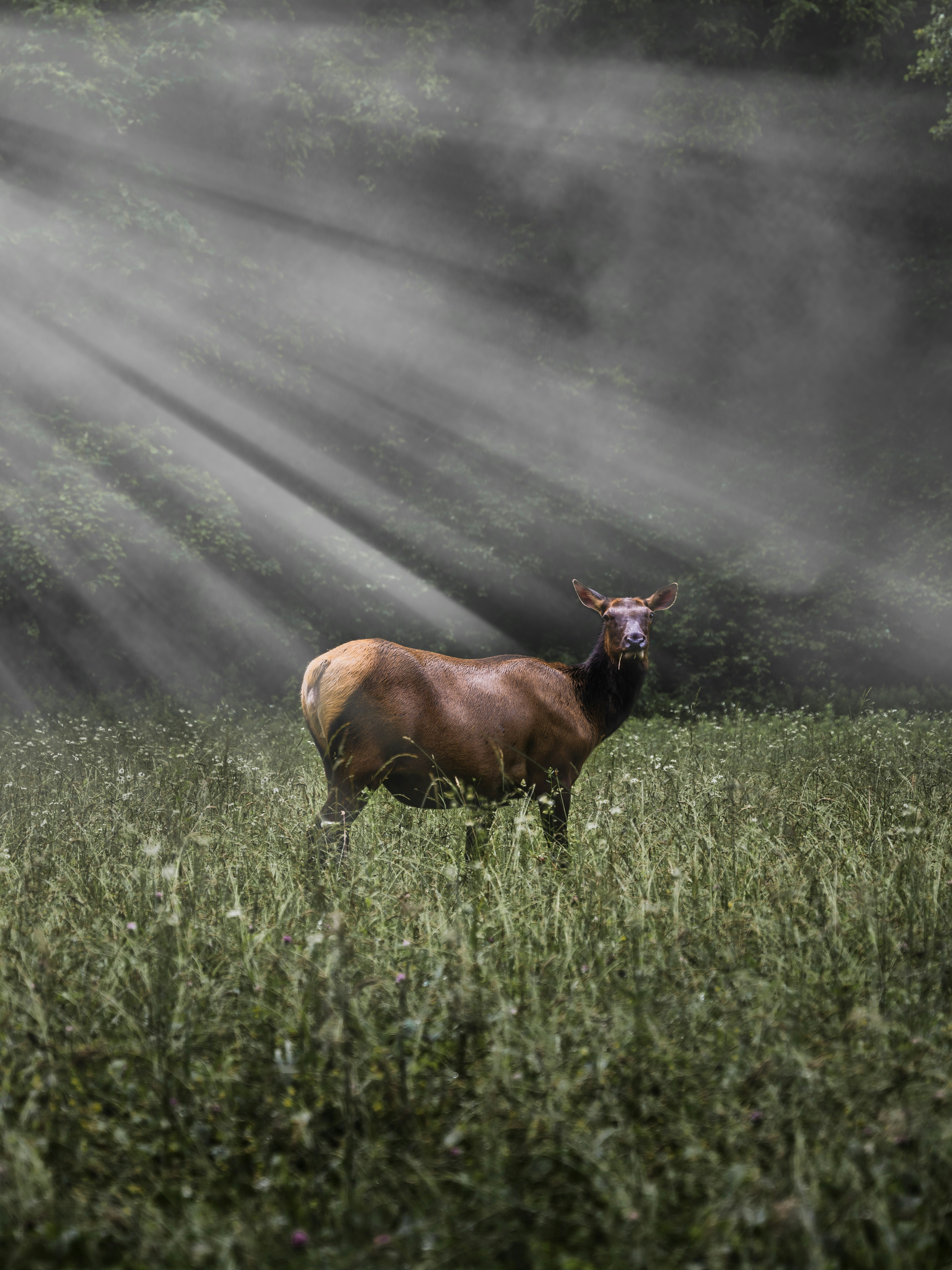 brown cow on green grass field during daytime
