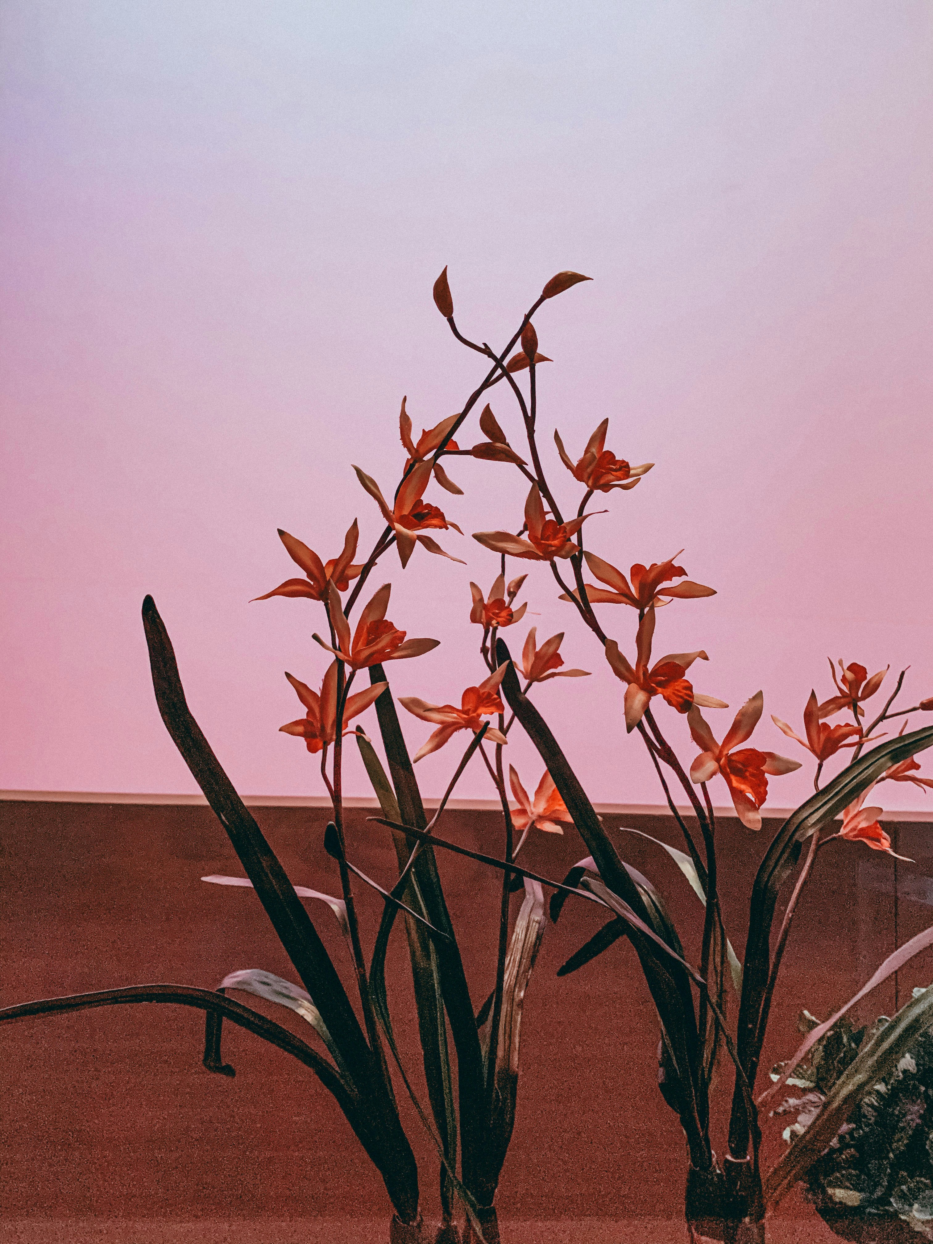 Red and green plant on brown soil photo – Free Flower background Image ...