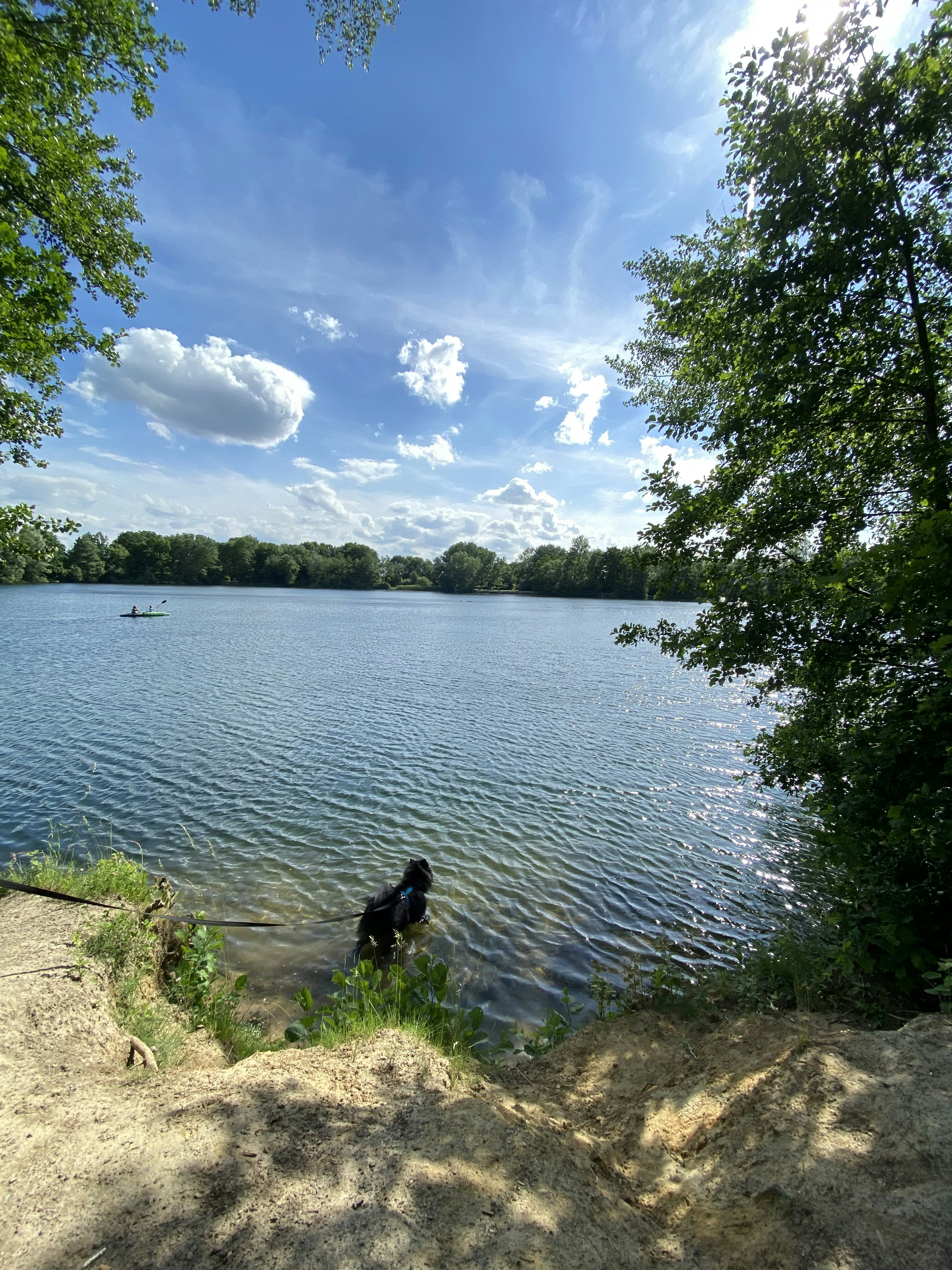 Shoreline Sentinel: a black dog at the lake under a clear sky